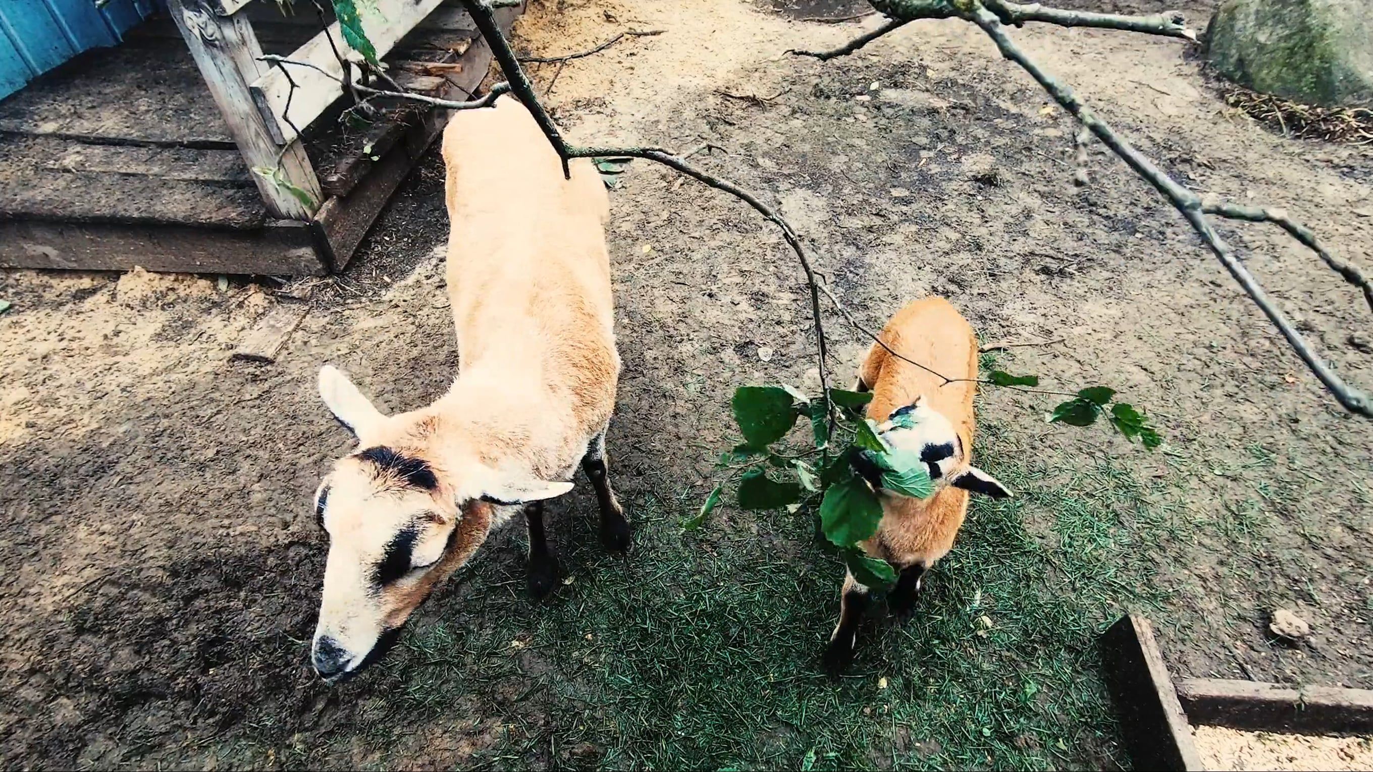Sheep Eating the Tree Leaves Free Stock Video Footage, Royalty-Free 4K ...