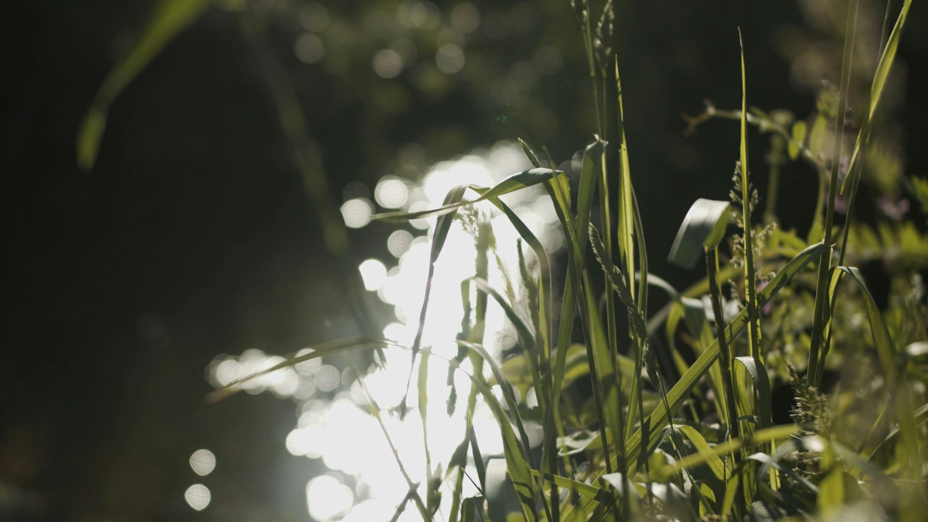 Video Of A Vast Wheat Field Free Stock Video Footage, Royalty-Free 4K ...
