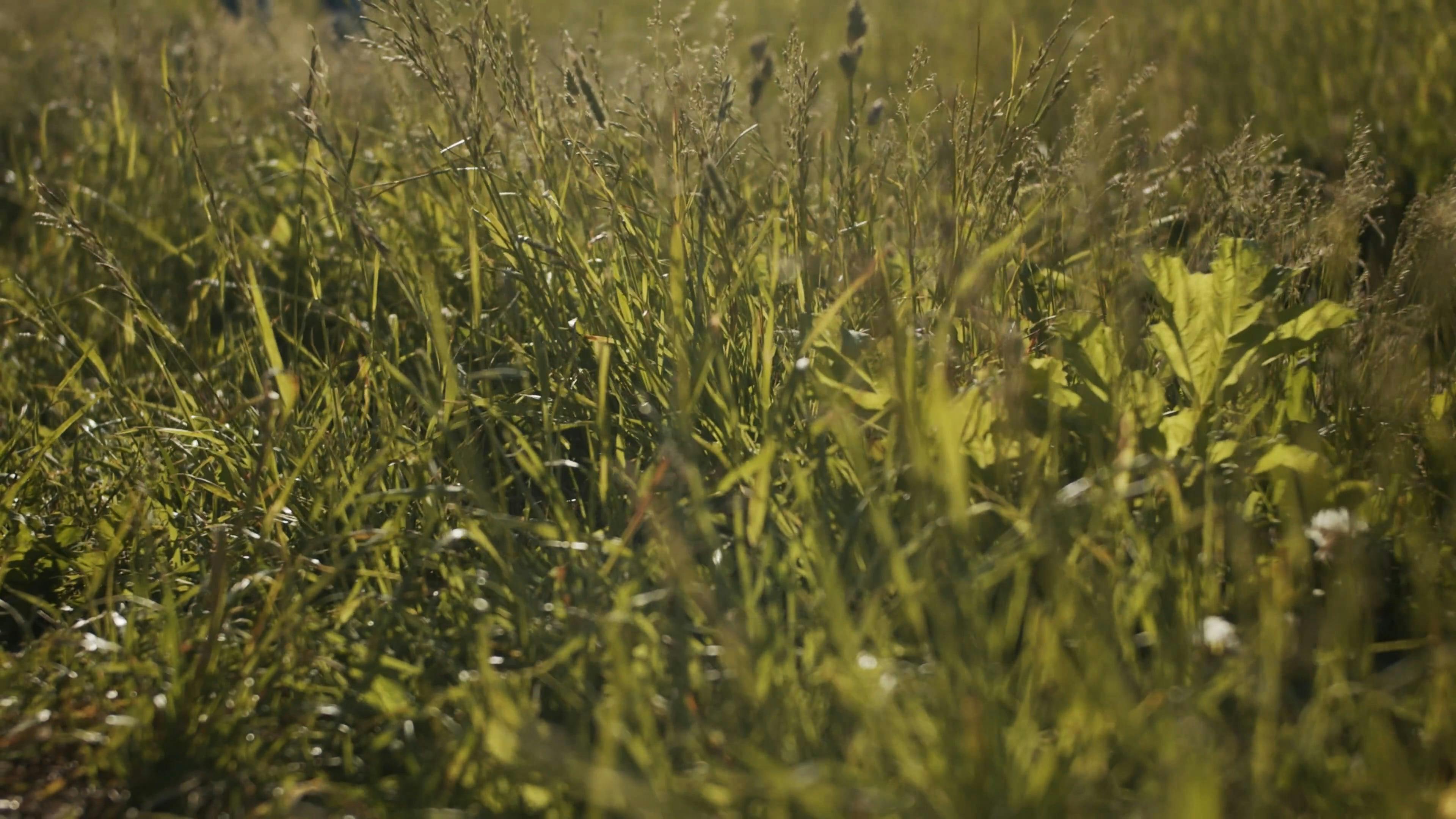 Beautiful View OF Rocky Mountains With Grassland · Free Stock Video