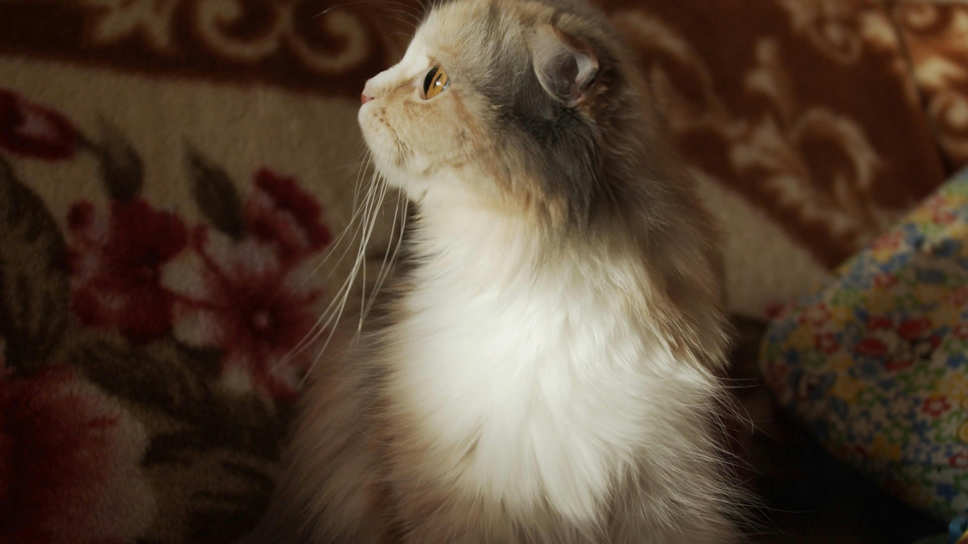 Close-Up View of a Downy Cat Free Stock Video Footage, Royalty-Free 4K ...