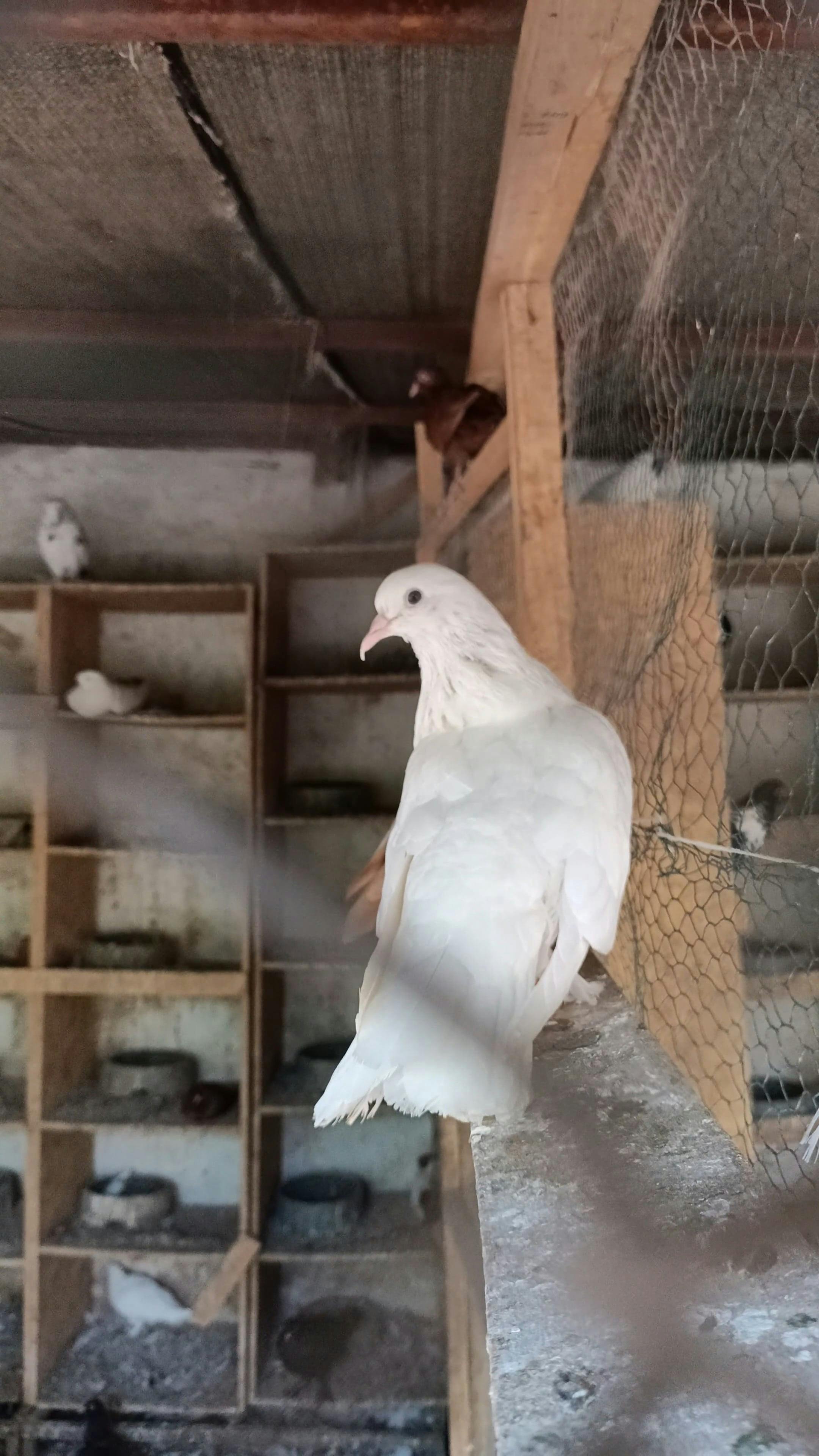 Aviary Netting Videos, Download The BEST Free 4k Stock Video Footage ...