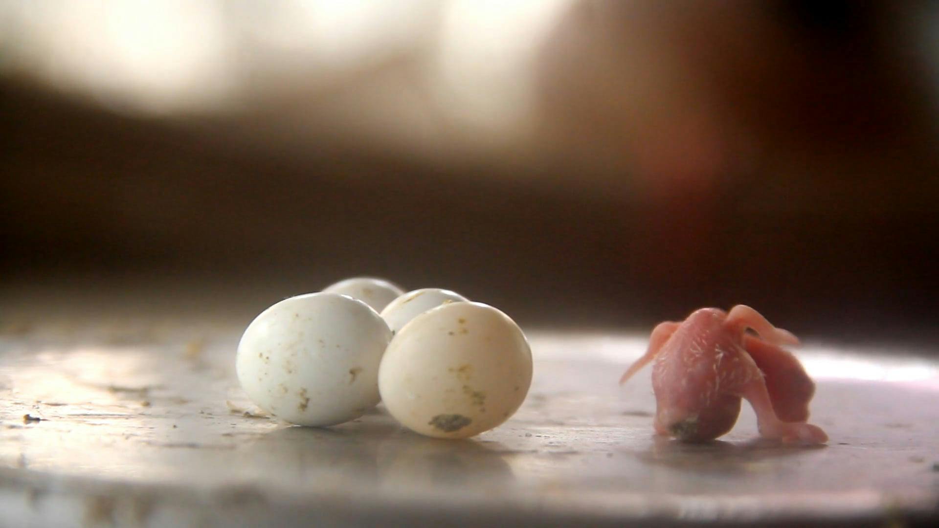 Vídeos de stock gratuitos sobre adorable, agricultura, animal ...