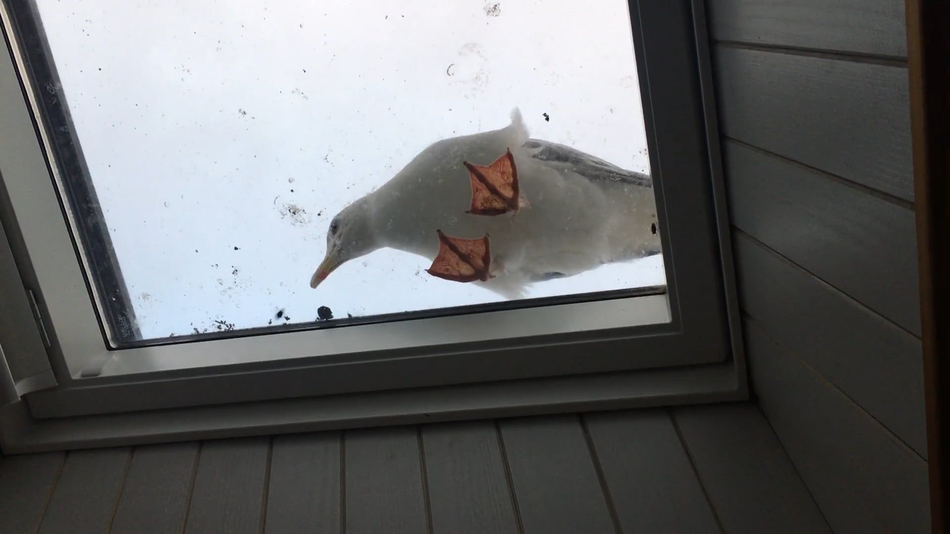 Bird Trying to Catch a Fly Free Stock Video Footage, Royalty-Free 4K ...