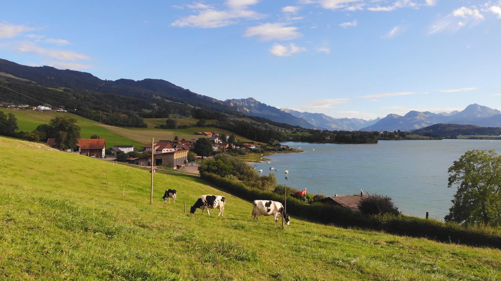 Cow Farm Videos, Download The BEST Free 4k Stock Video Footage & Cow ...
