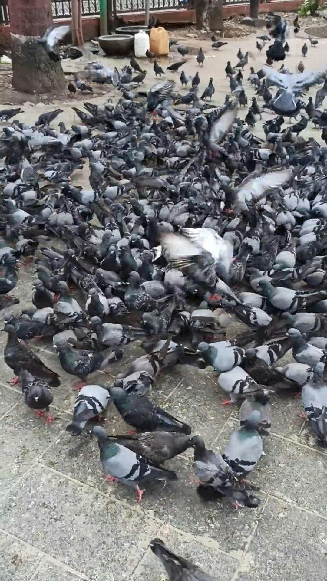 Flock of Birds Flying Free Stock Video Footage, Royalty-Free 4K & HD ...