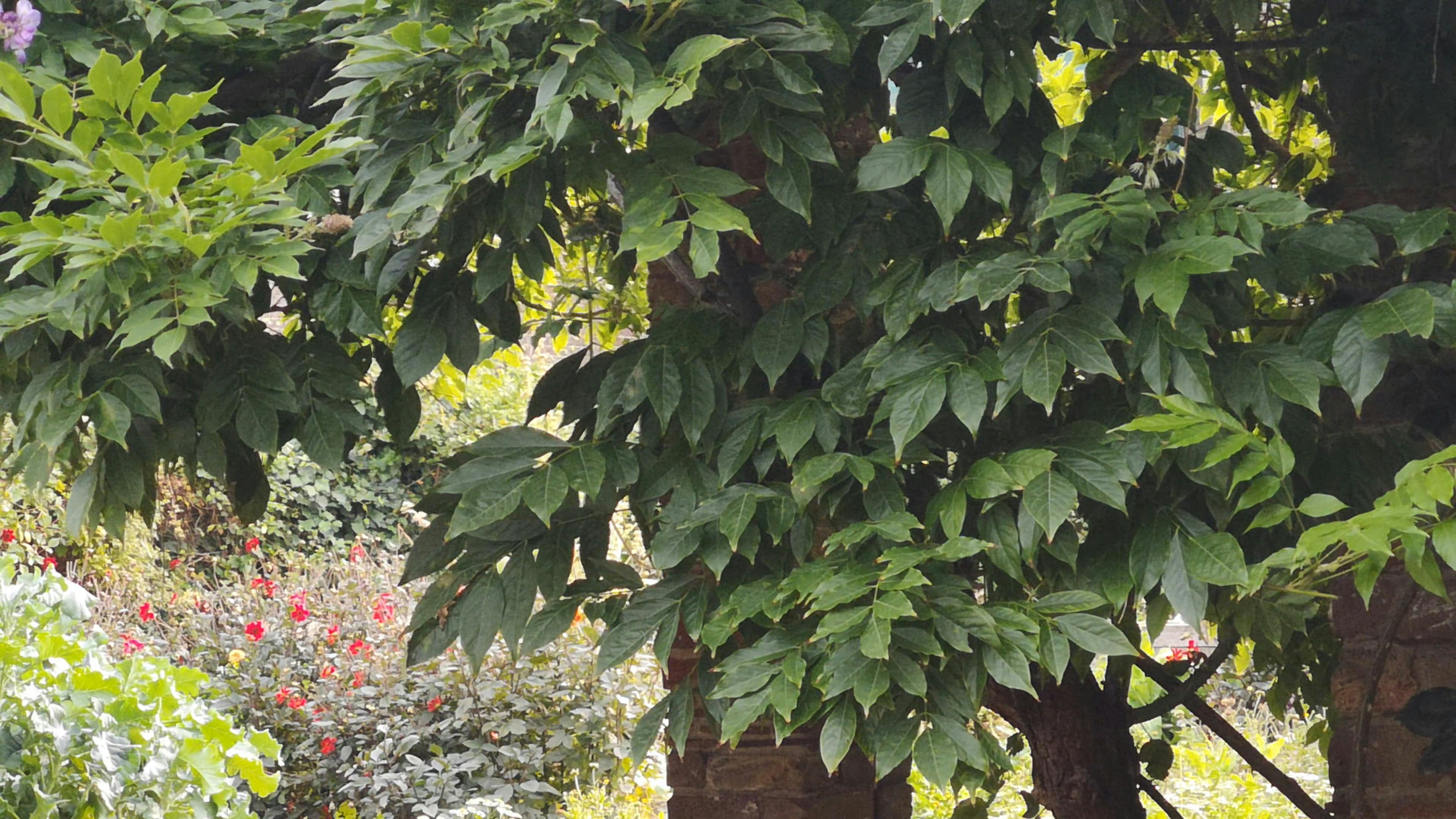 Bird's Eye View Of A Beautiful Park With Water Fountain Free Stock ...