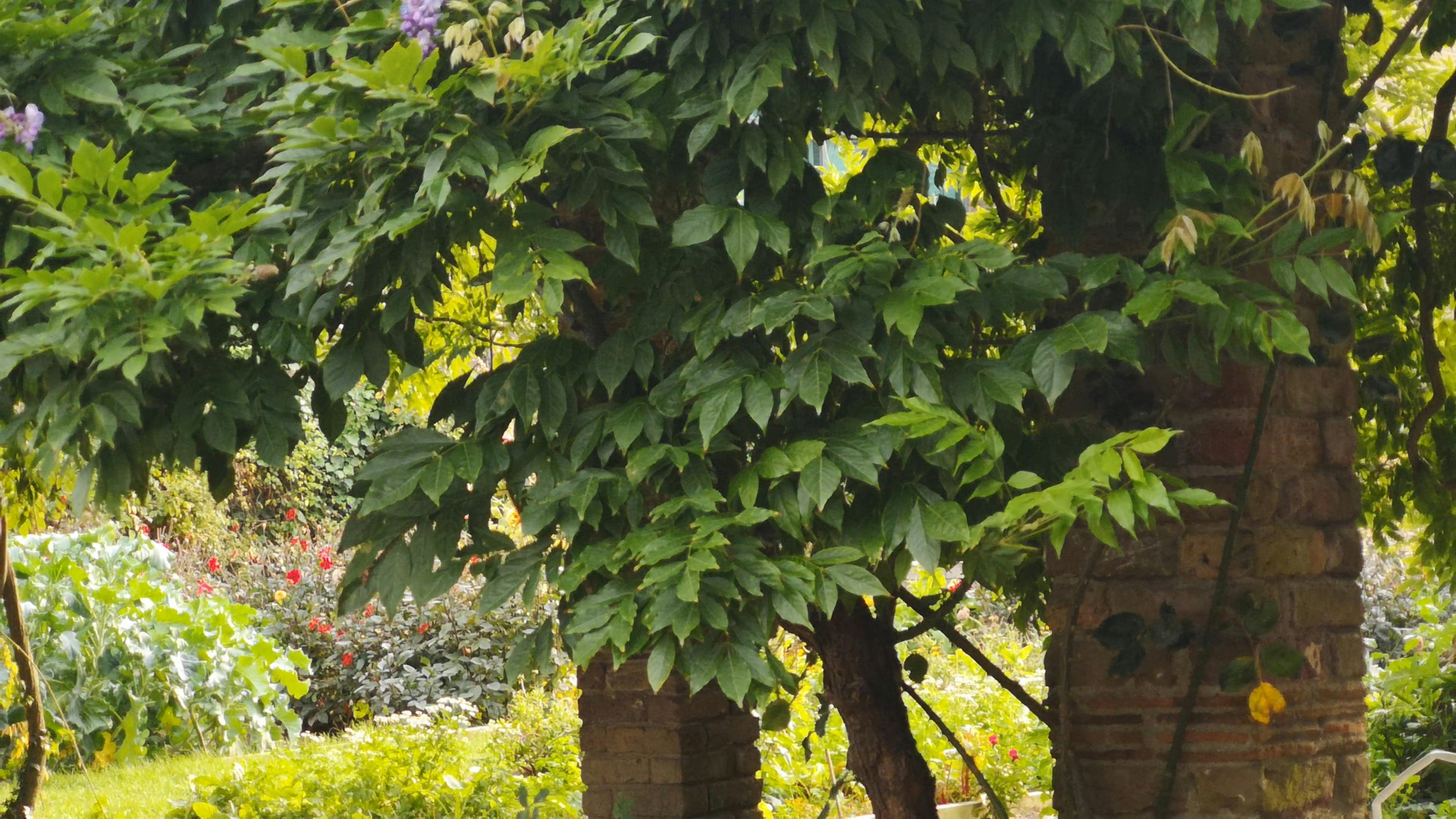 Bird's Eye View Of A Beautiful Park With Water Fountain Free Stock ...