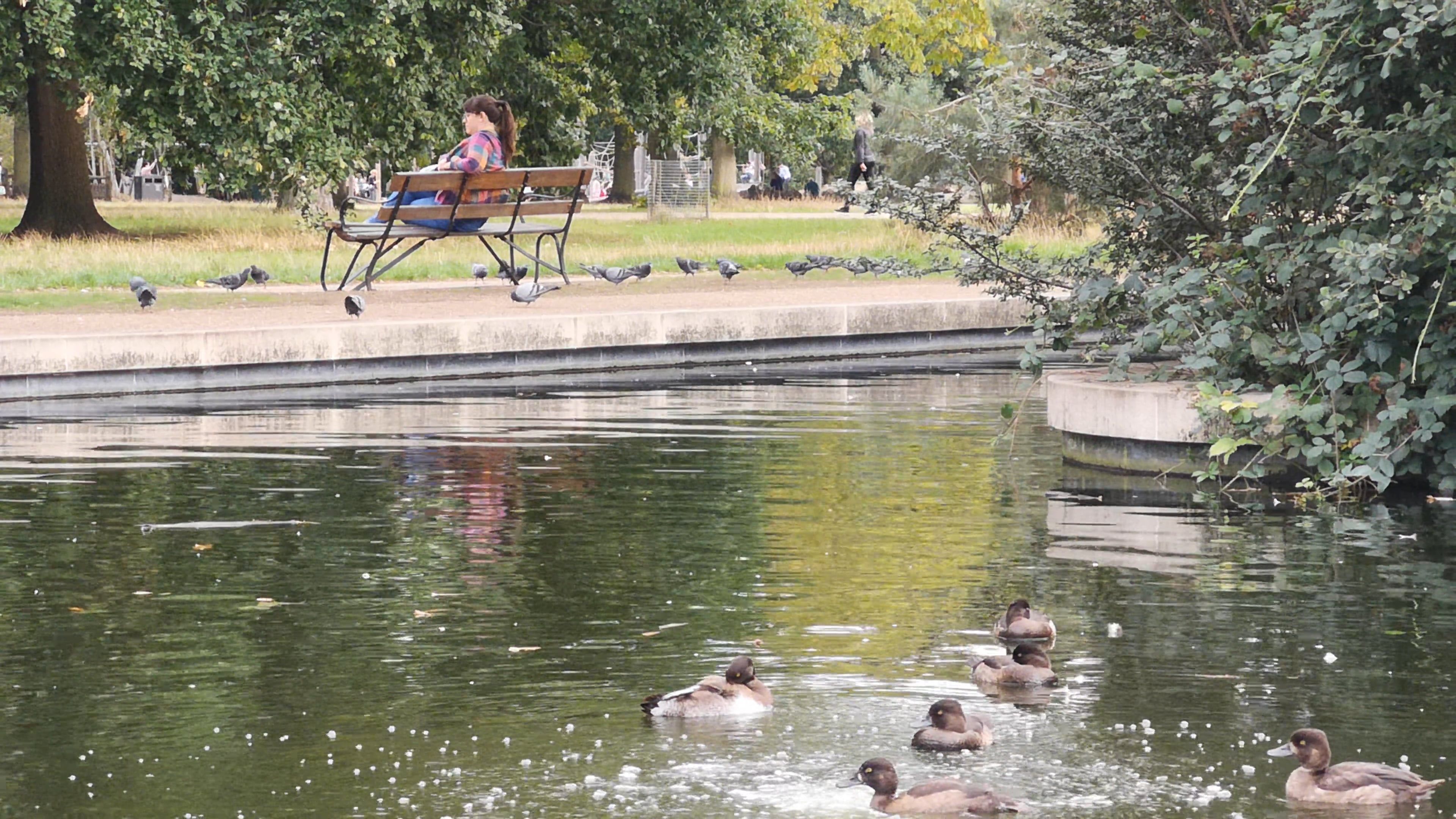 Female Ducks Videos, Download The BEST Free 4k Stock Video Footage ...