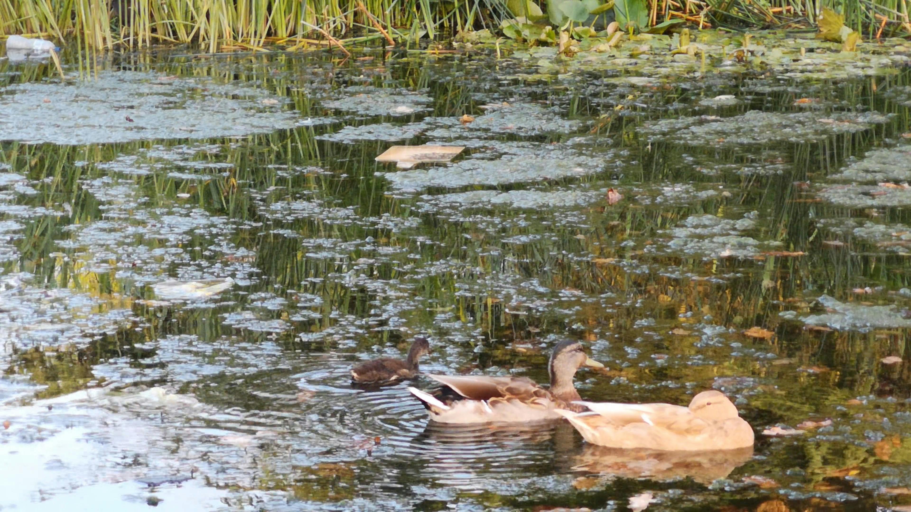 Dirty Ducks Videos, Download The BEST Free 4k Stock Video Footage ...