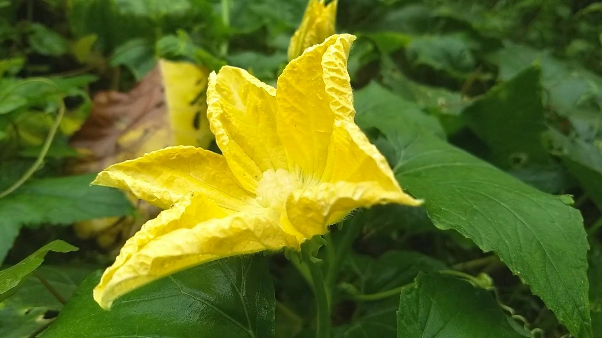 Beautiful Ash Gourd Flowers Free Stock Video Footage, Royalty-Free 4K ...