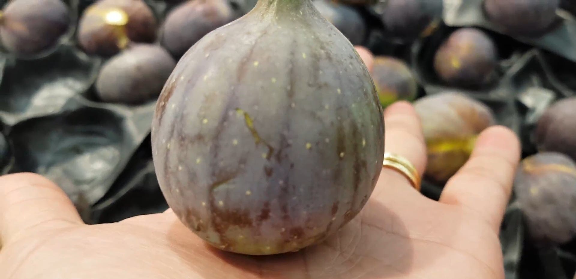 Purple Fruit Videos, Download The BEST Free 4k Stock Video Footage ...