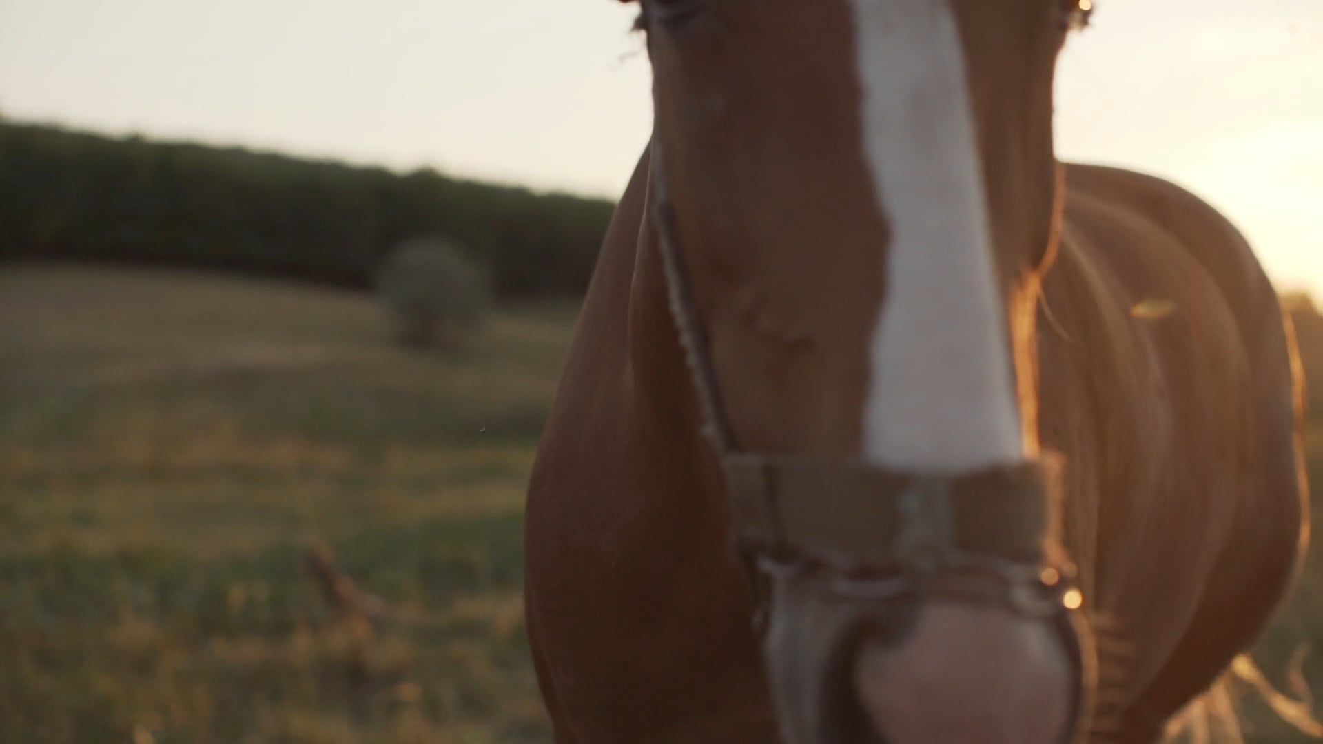 Horse Stomping it's Rear Leg Free Stock Video Footage, Royalty-Free 4K ...