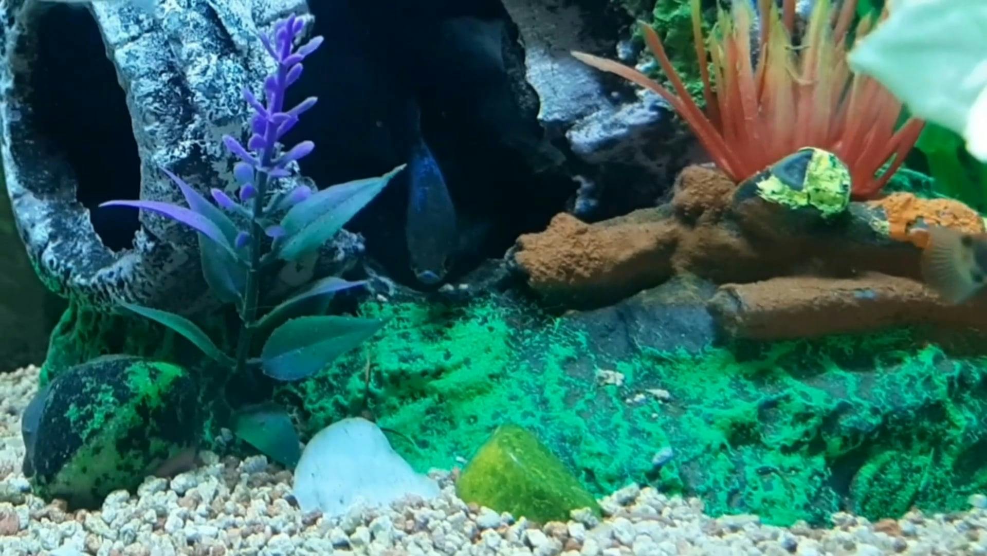Fish Inside Aquarium · Free Stock Video