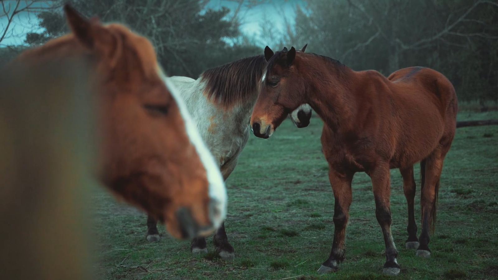 Horse Mating Videos, Download The BEST Free 4k Stock Video Footage ...
