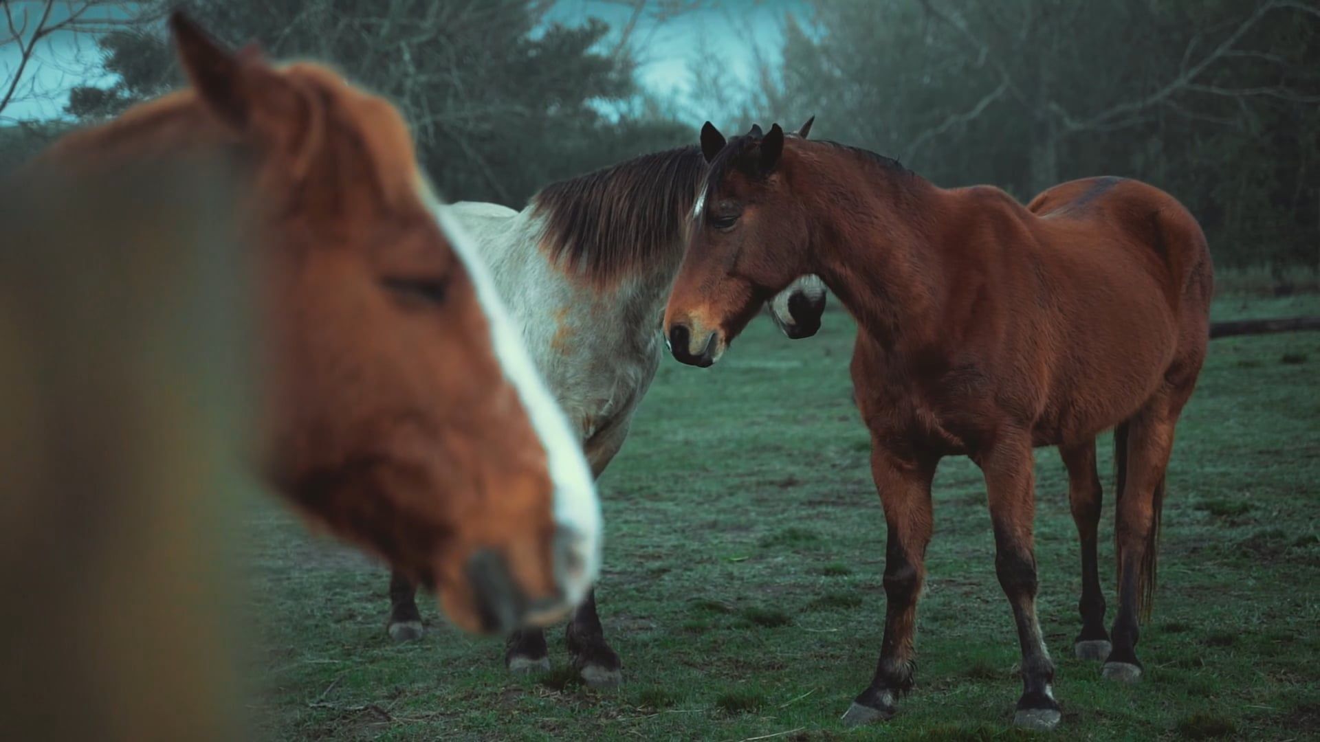 Two Horses Playing With Each Other on Grass Field · Free Stock Video