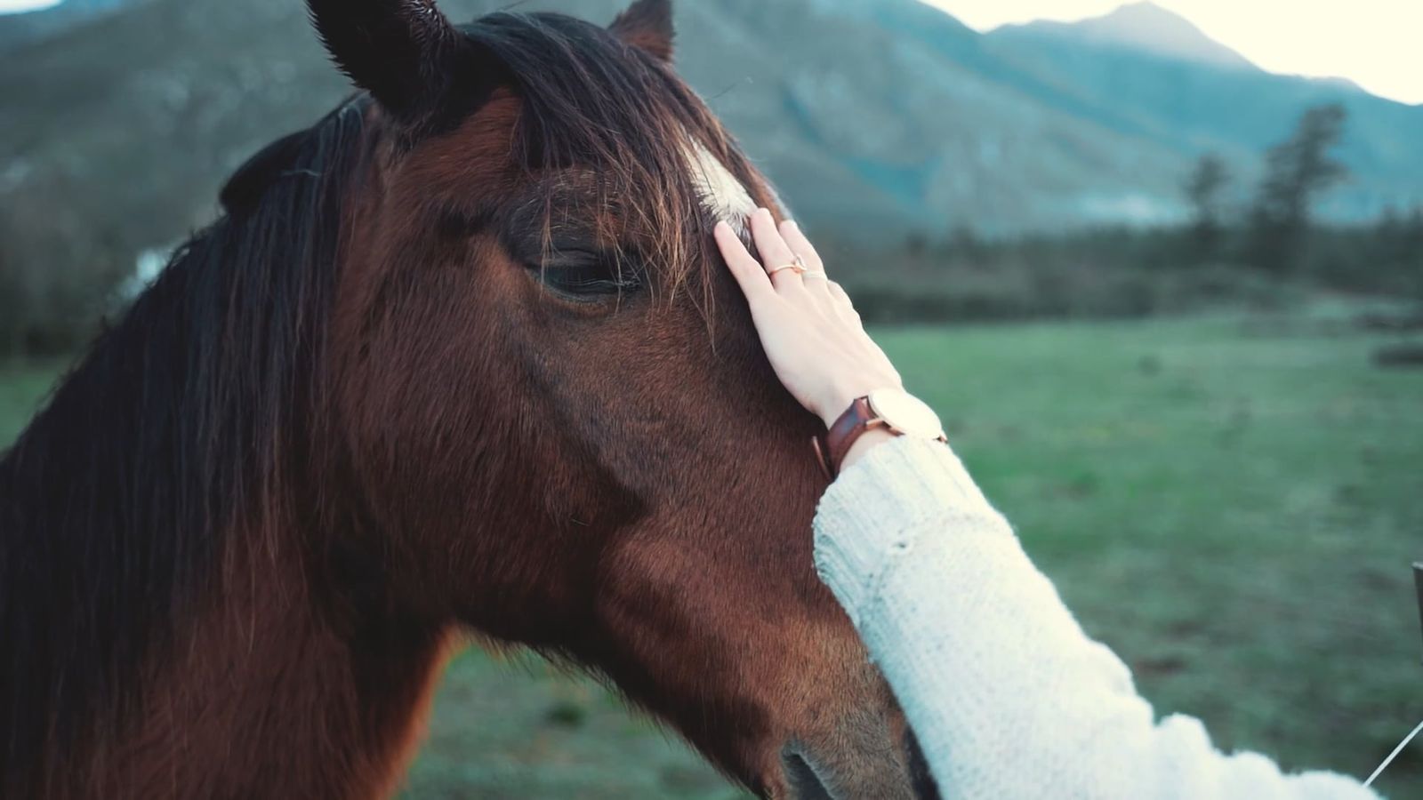 Horse Video Videos, Download The BEST Free 4k Stock Video Footage ...