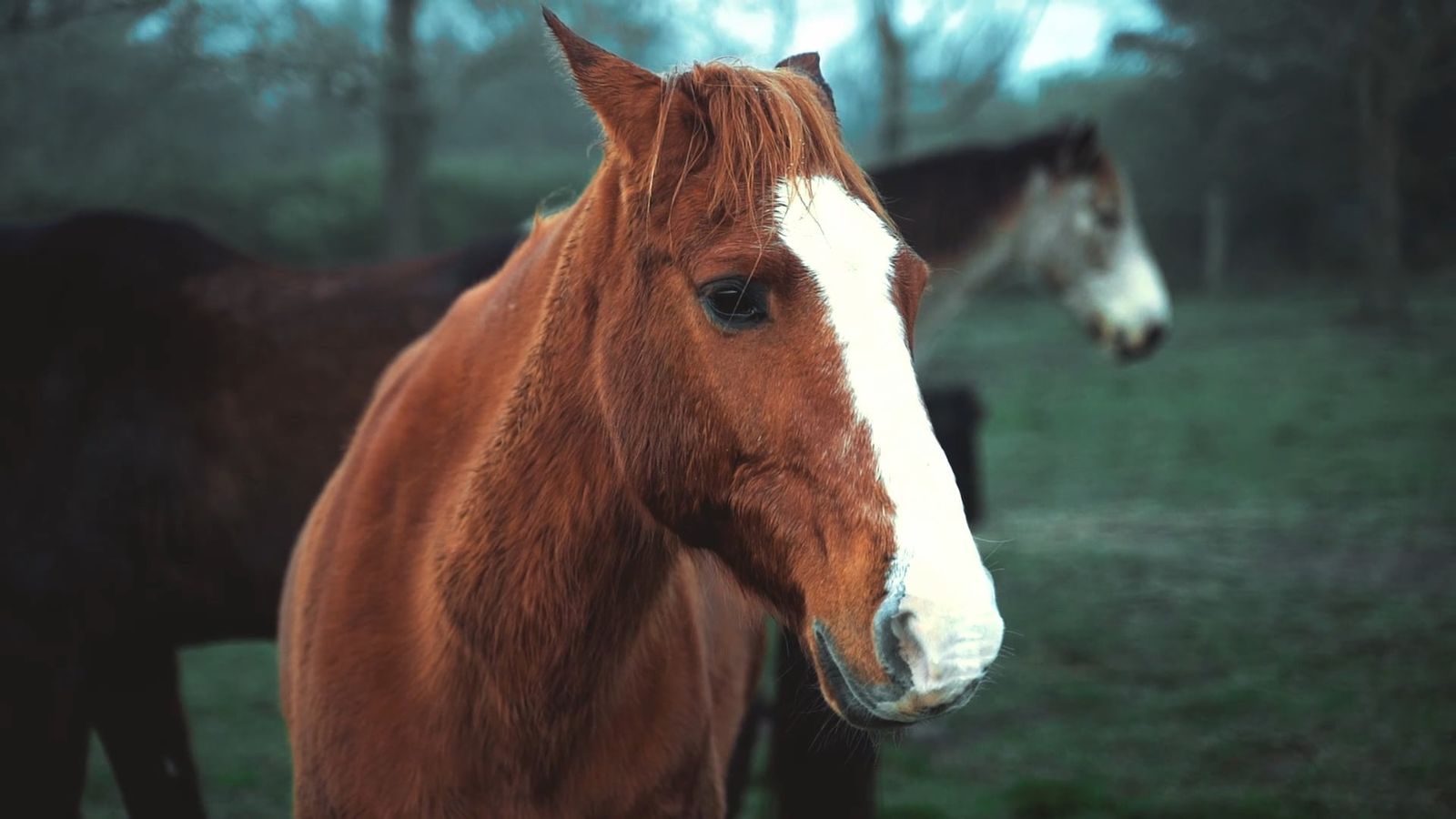 Animal Video Videos, Download The BEST Free 4k Stock Video Footage ...