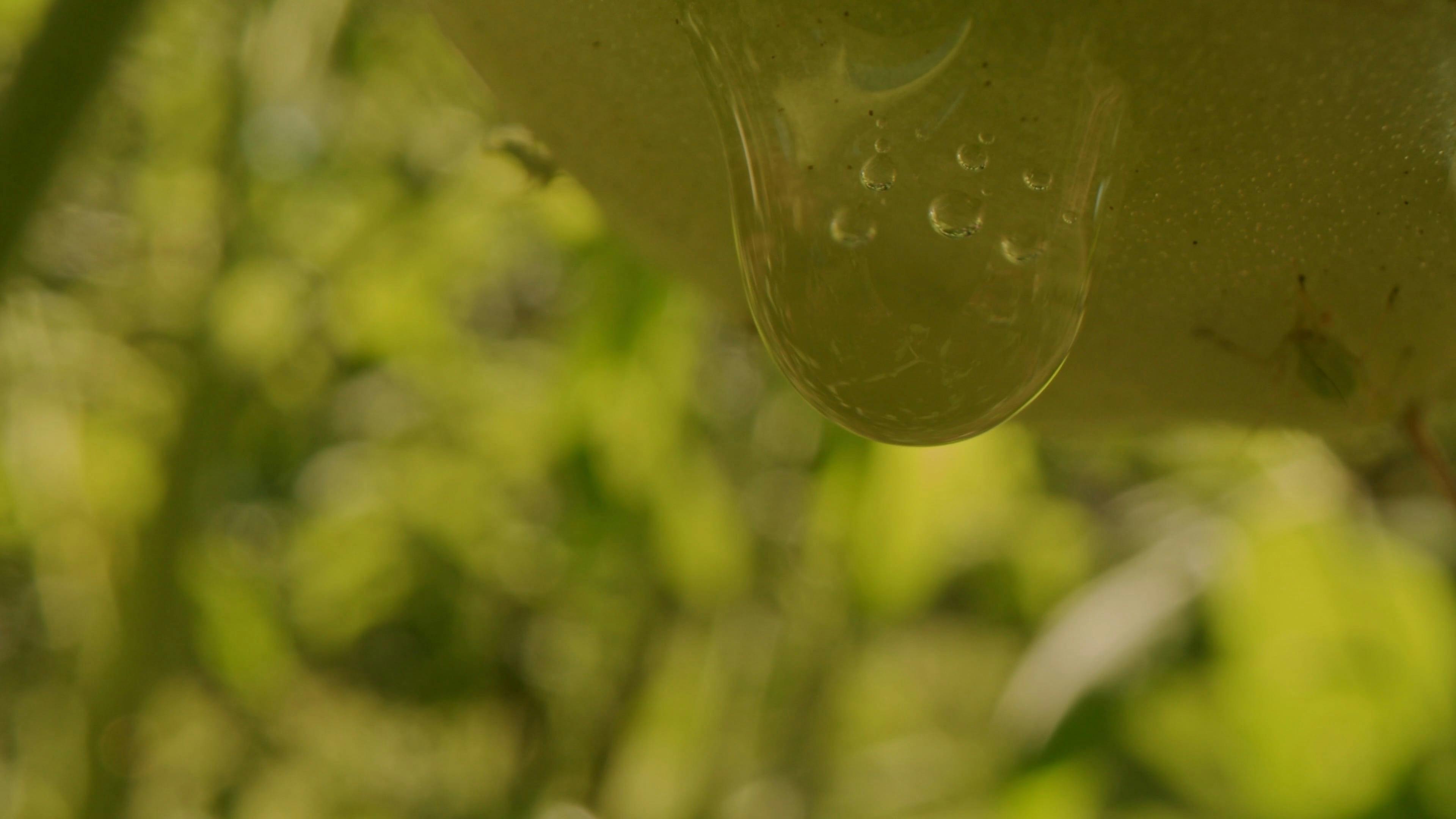 Bottom Growth Videos, Download The BEST Free 4k Stock Video Footage ...