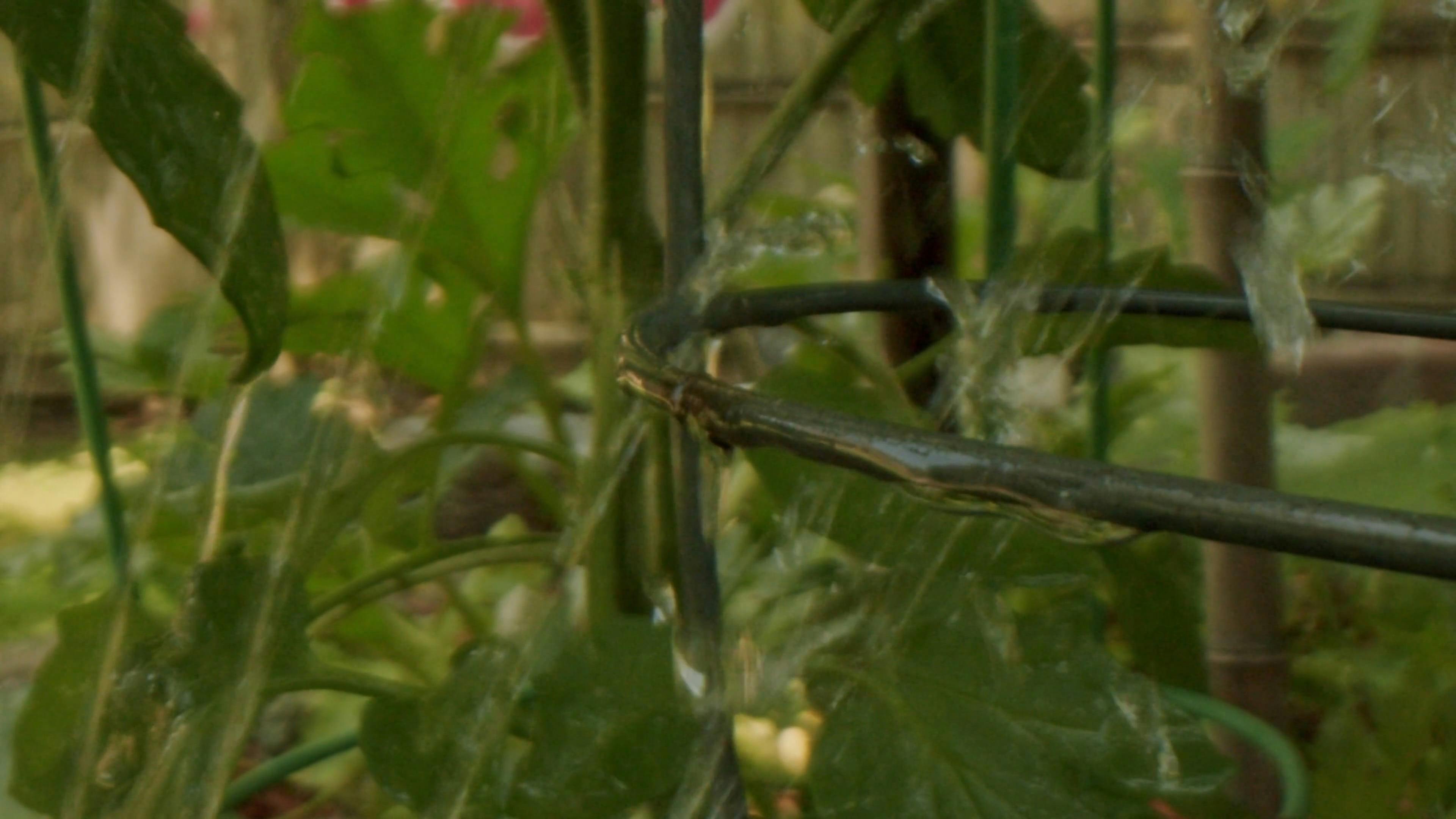 Drip Irrigation Videos, Download The BEST Free 4k Stock Video Footage ...