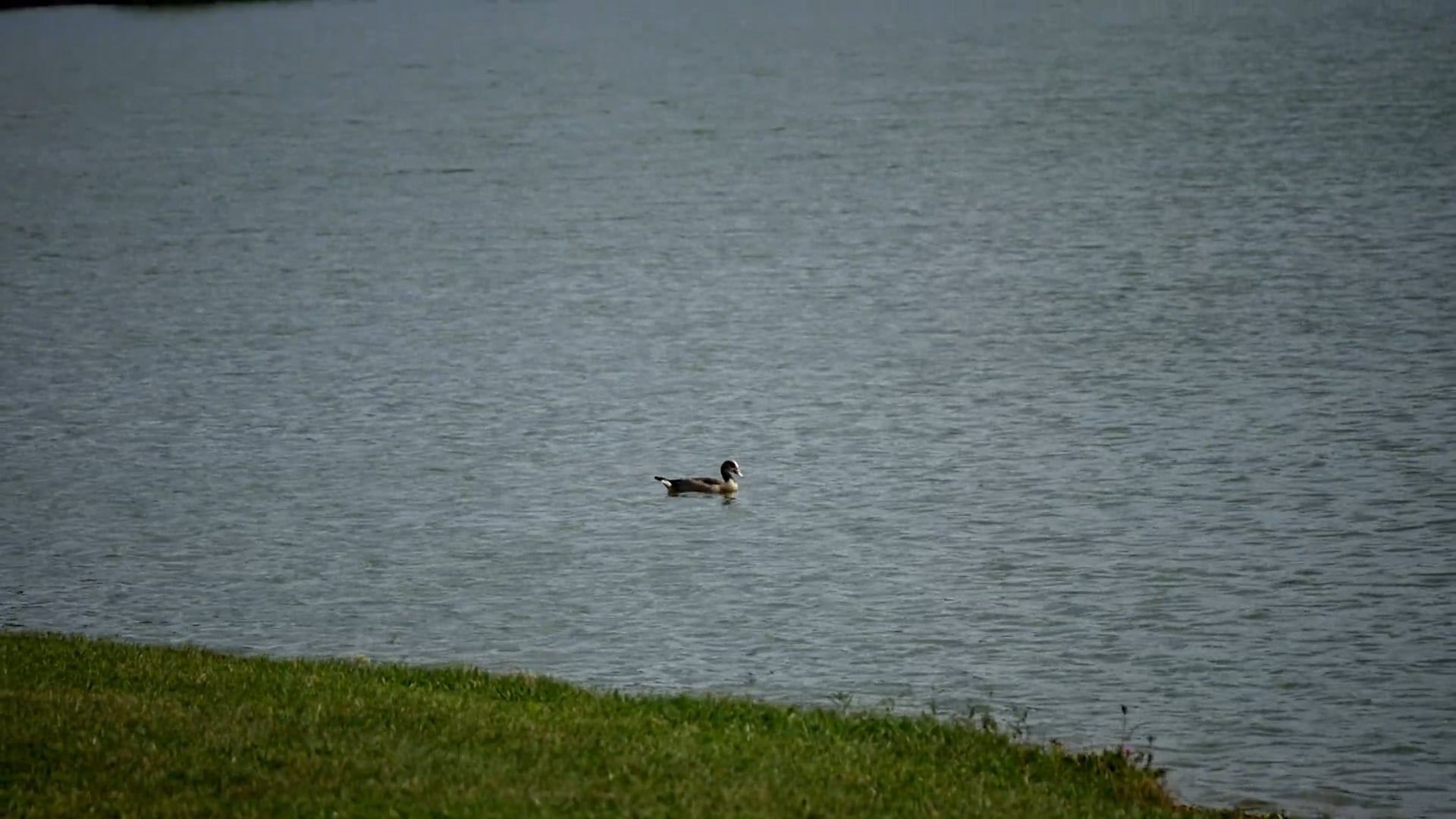 A Duck Paddling on Water Free Stock Video Footage, Royalty-Free 4K & HD ...