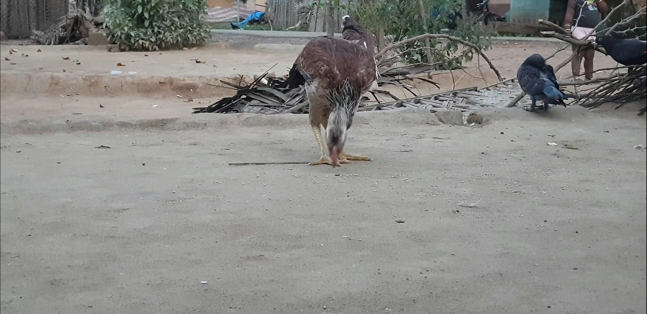 Pigeon On Yard Videos, Download The BEST Free 4k Stock Video Footage ...