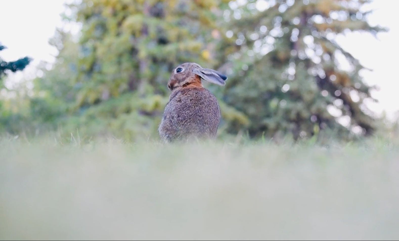 Brown Rabbit Eating Leaves · Free Stock Video