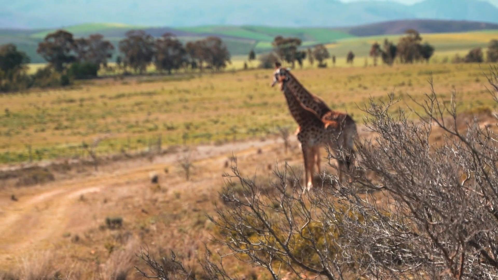 Wild Animals Running Free Stock Video Footage, Royalty-Free 4K & HD ...