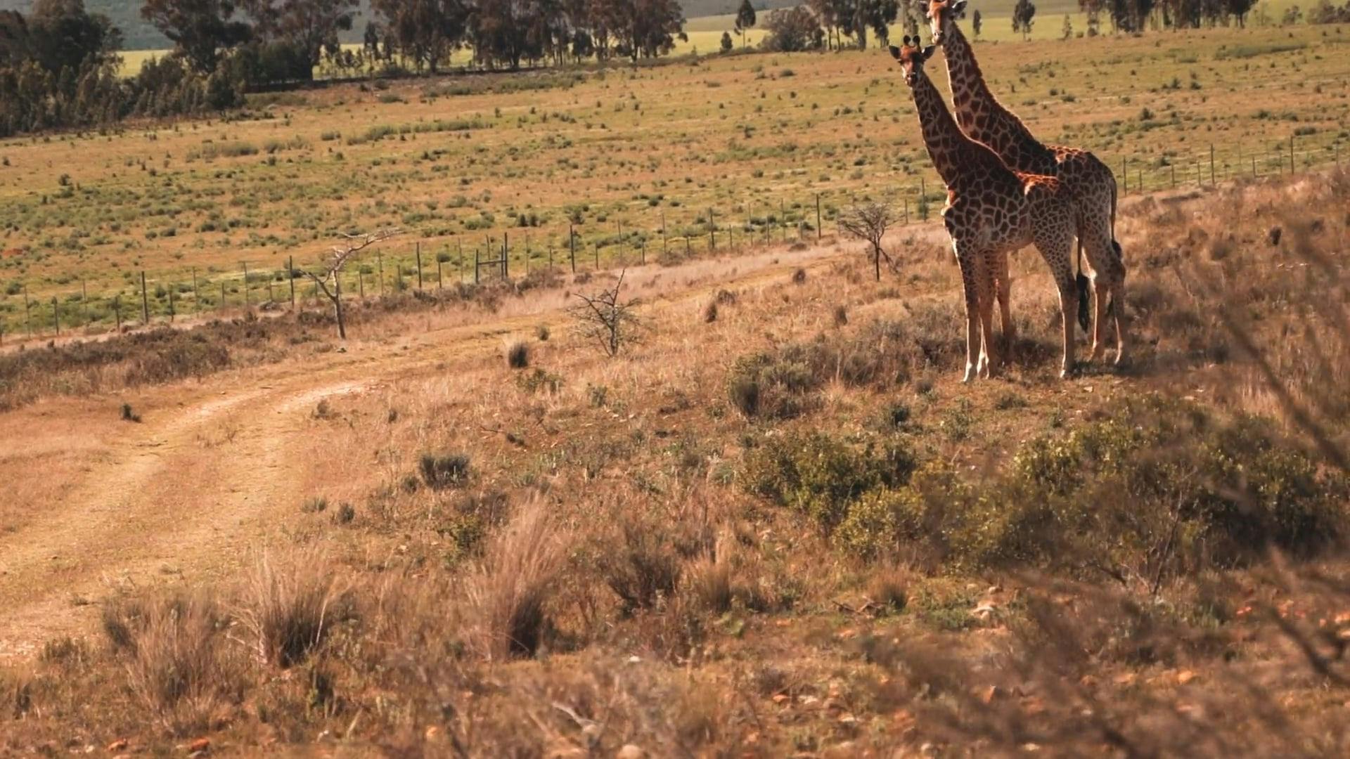 Wild Animals Running Free Stock Video Footage, Royalty-Free 4K & HD ...