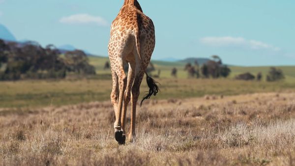 13,305+ Best Free Animals 4K Stock Video Footage & Royalty-Free HD ...