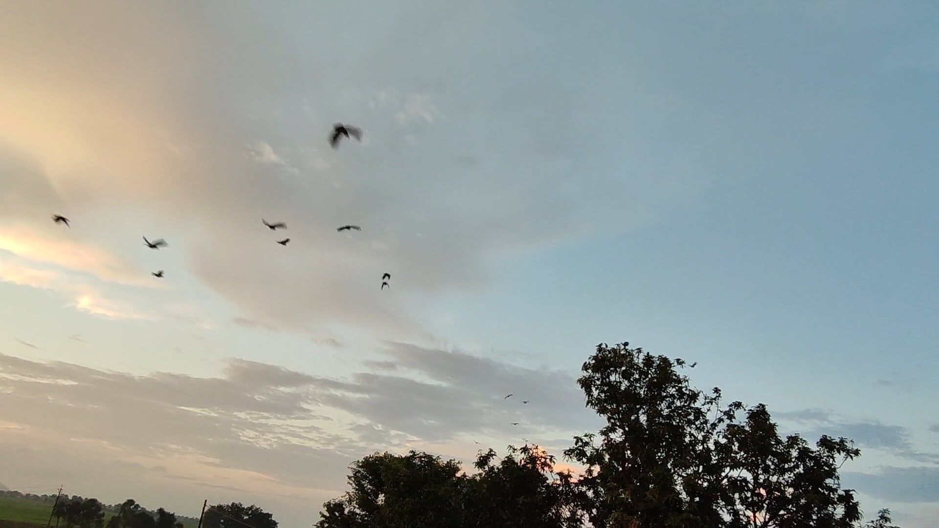 A Video Footage of Birds Flying Free Stock Video Footage, Royalty-Free ...