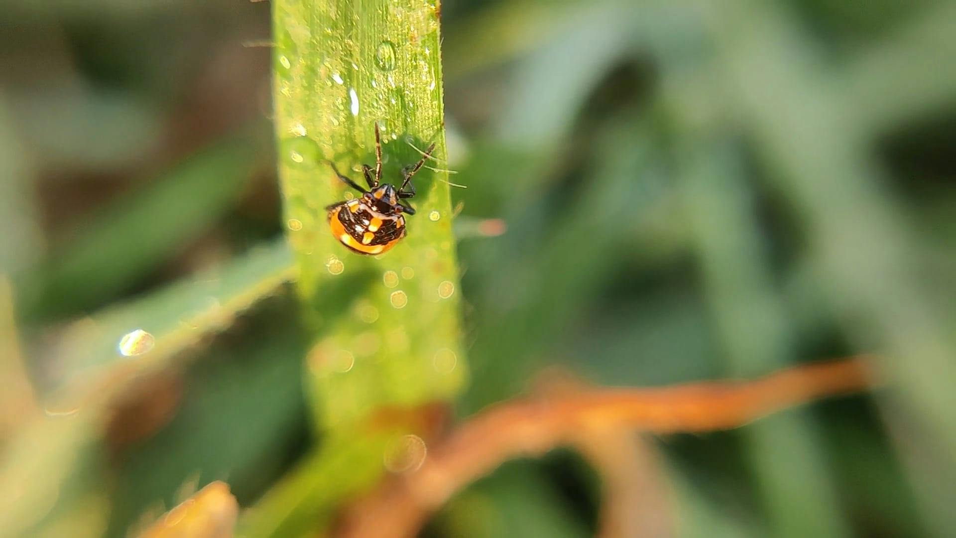 Close up on Ladybug on Leaf Free Stock Video Footage, Royalty-Free 4K ...