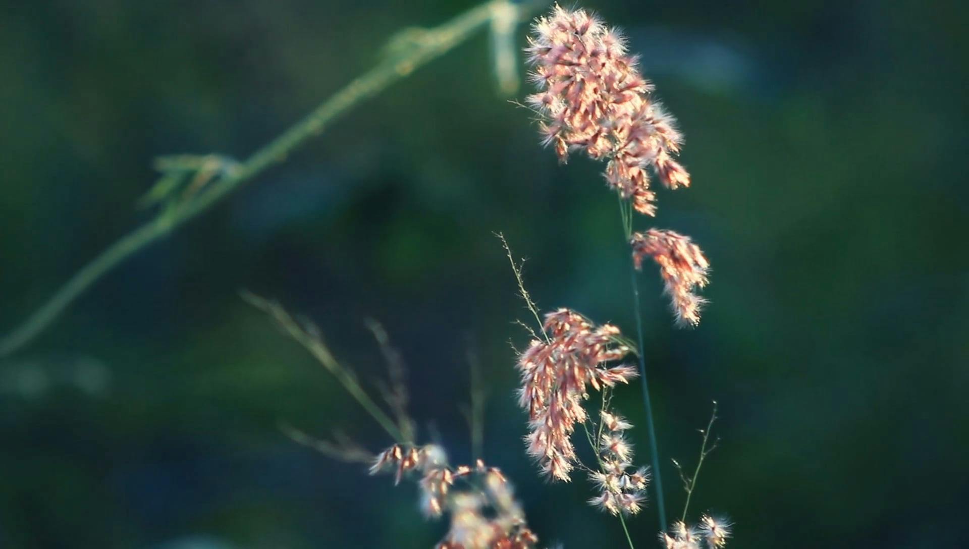 Blades of Grass Rustling in the Wind Free Stock Video Footage, Royalty ...