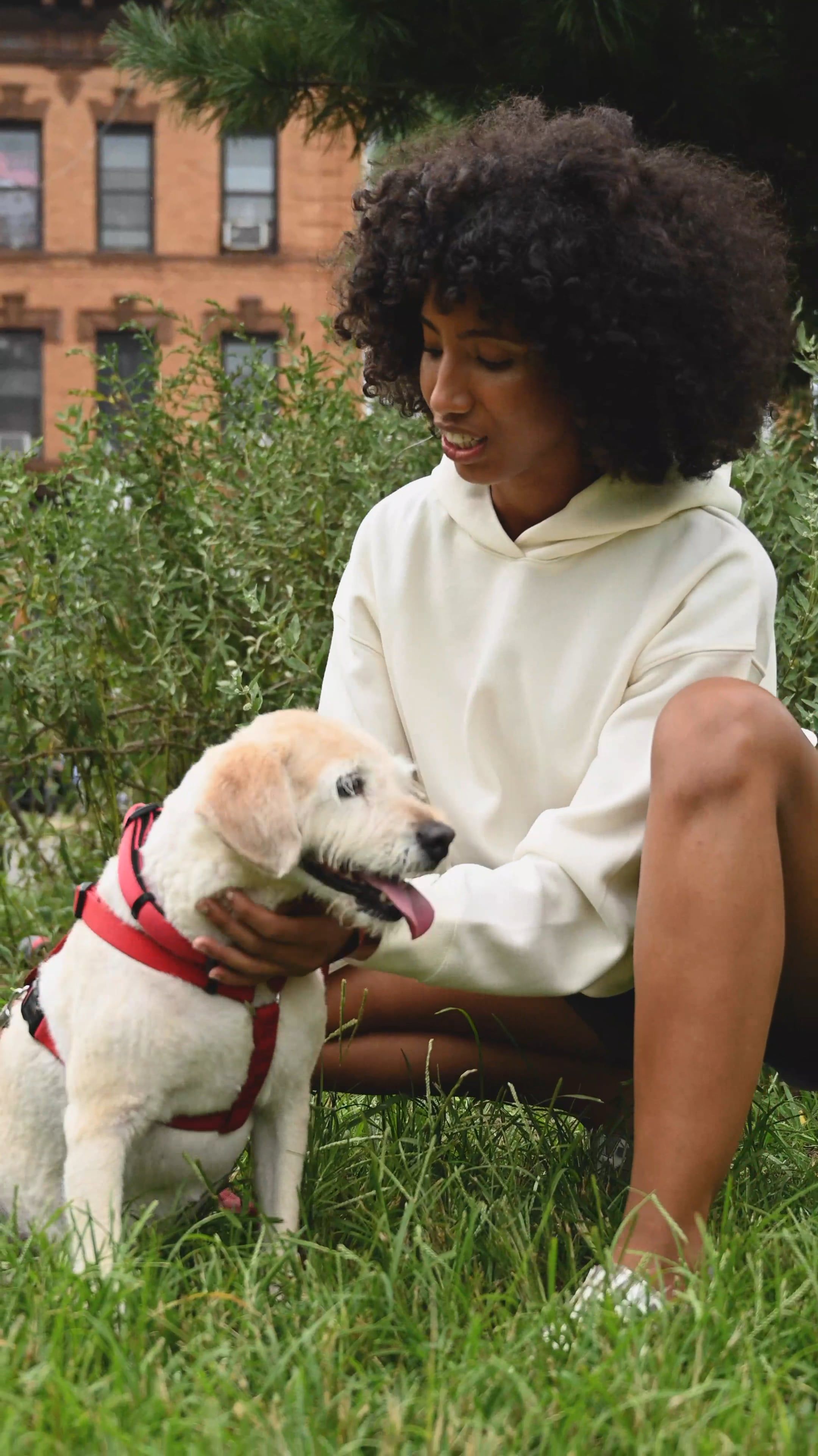 Free Non Copyrighted Dog Walk Videos, Download The BEST Free 4k Stock ...