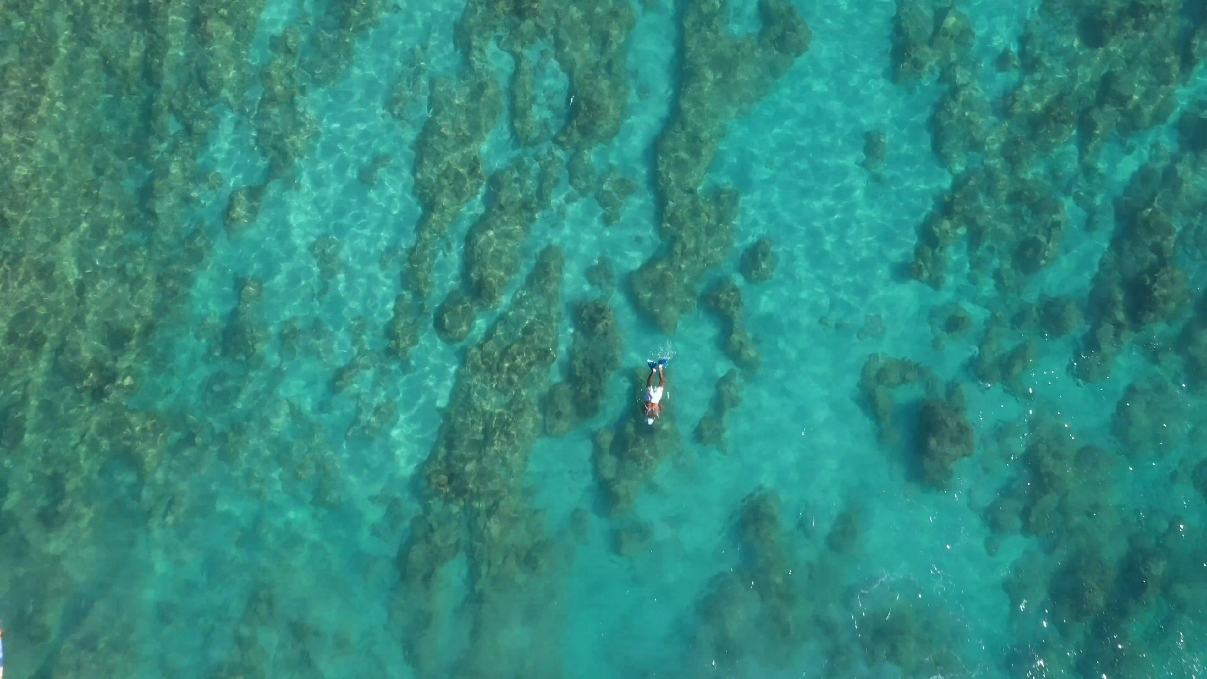 Reef Surfing Videos, Download The BEST Free 4k Stock Video Footage & Reef Surfing HD Video Clips