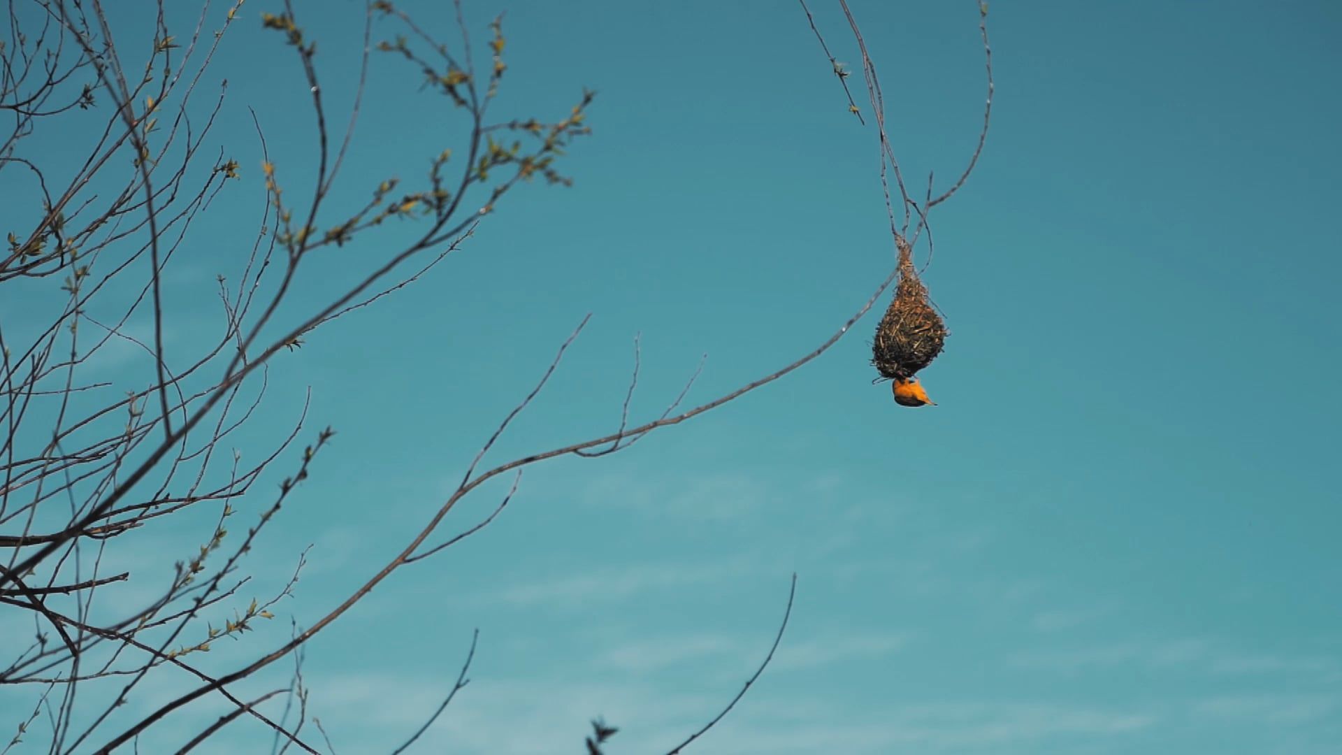 A Bird Chirping on a Tree Branch Free Stock Video Footage, Royalty-Free ...