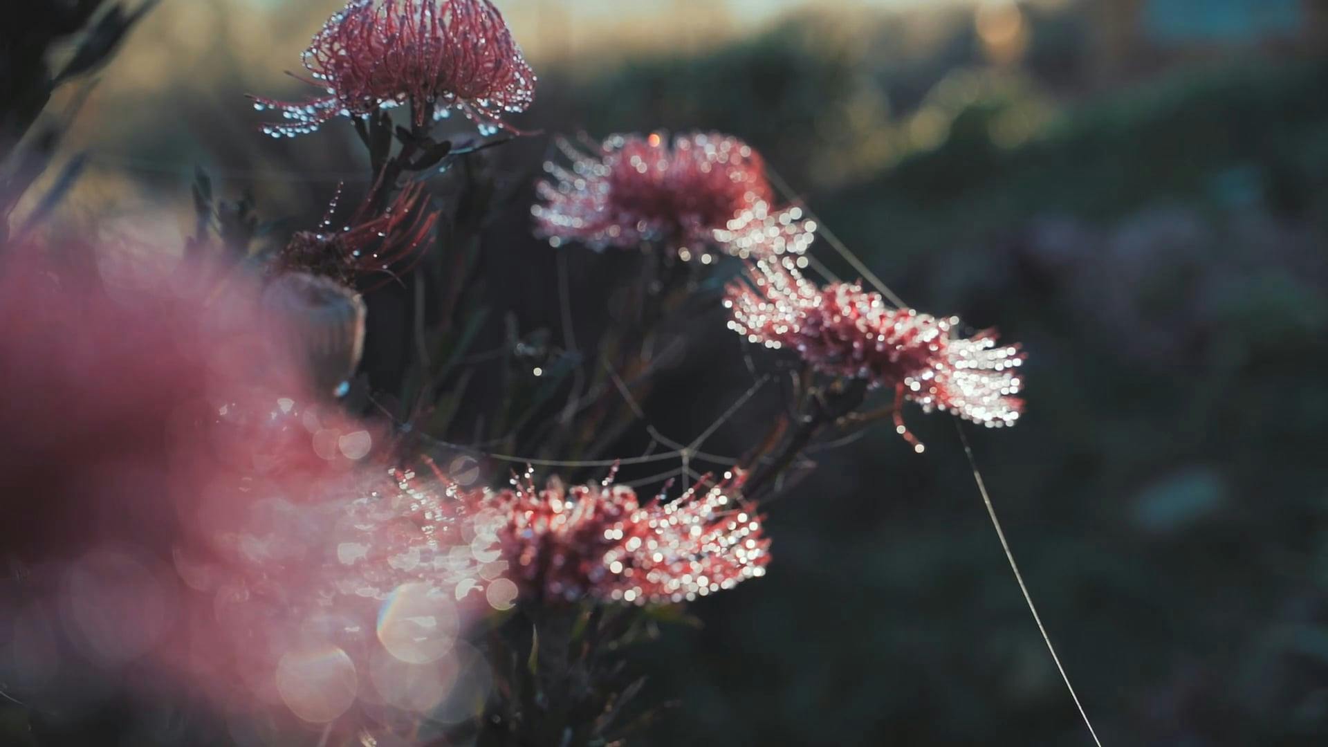 Close Up Shot of Flowers with Cobwebs Free Stock Video Footage, Royalty ...