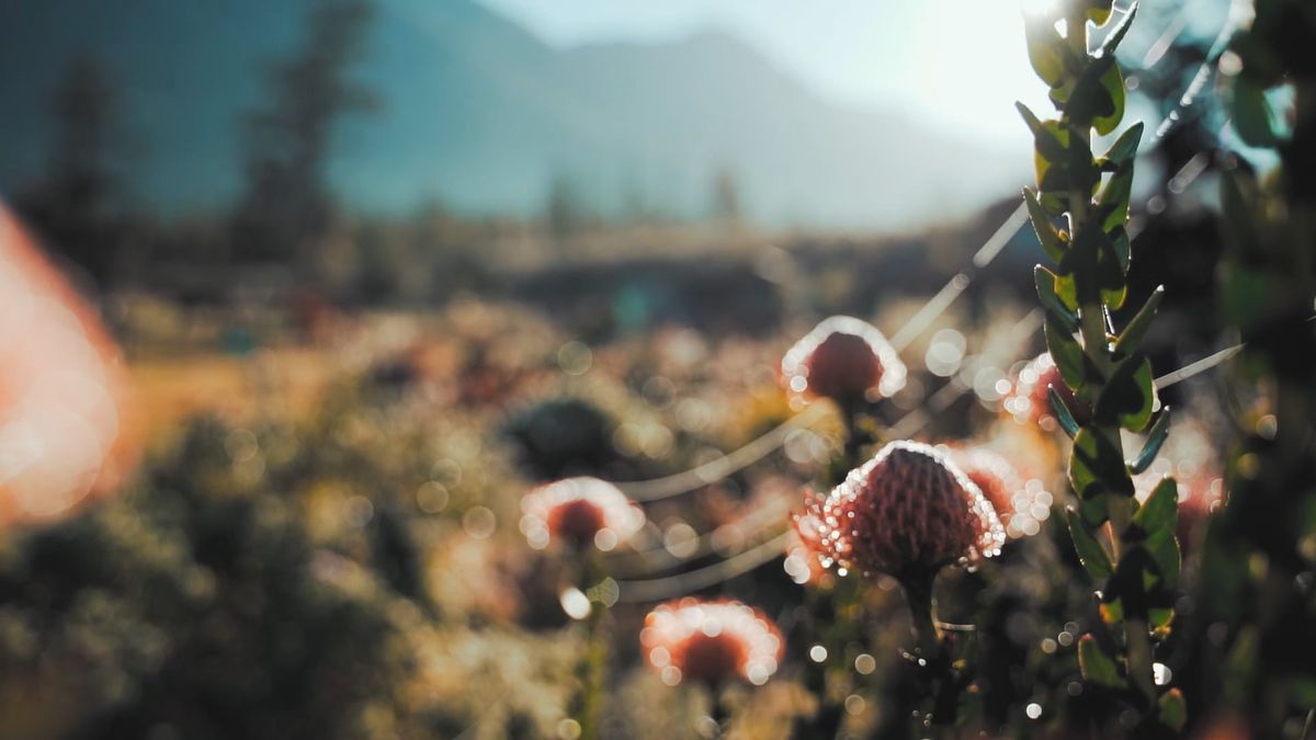 Unsplash Videos, Download The BEST Free 4k Stock Video Footage ...