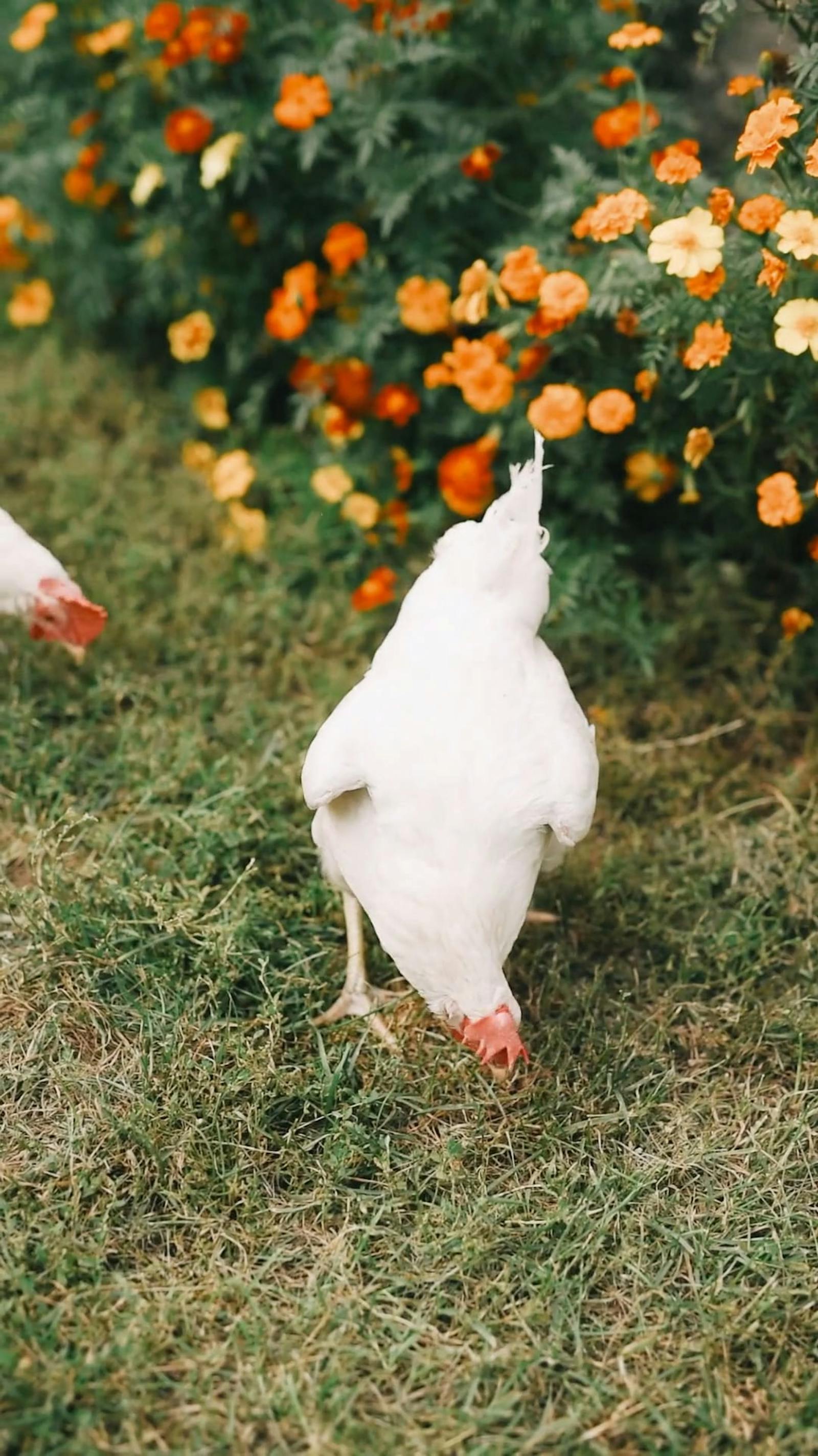 Chickens Videos, Download The BEST Free 4k Stock Video Footage ...