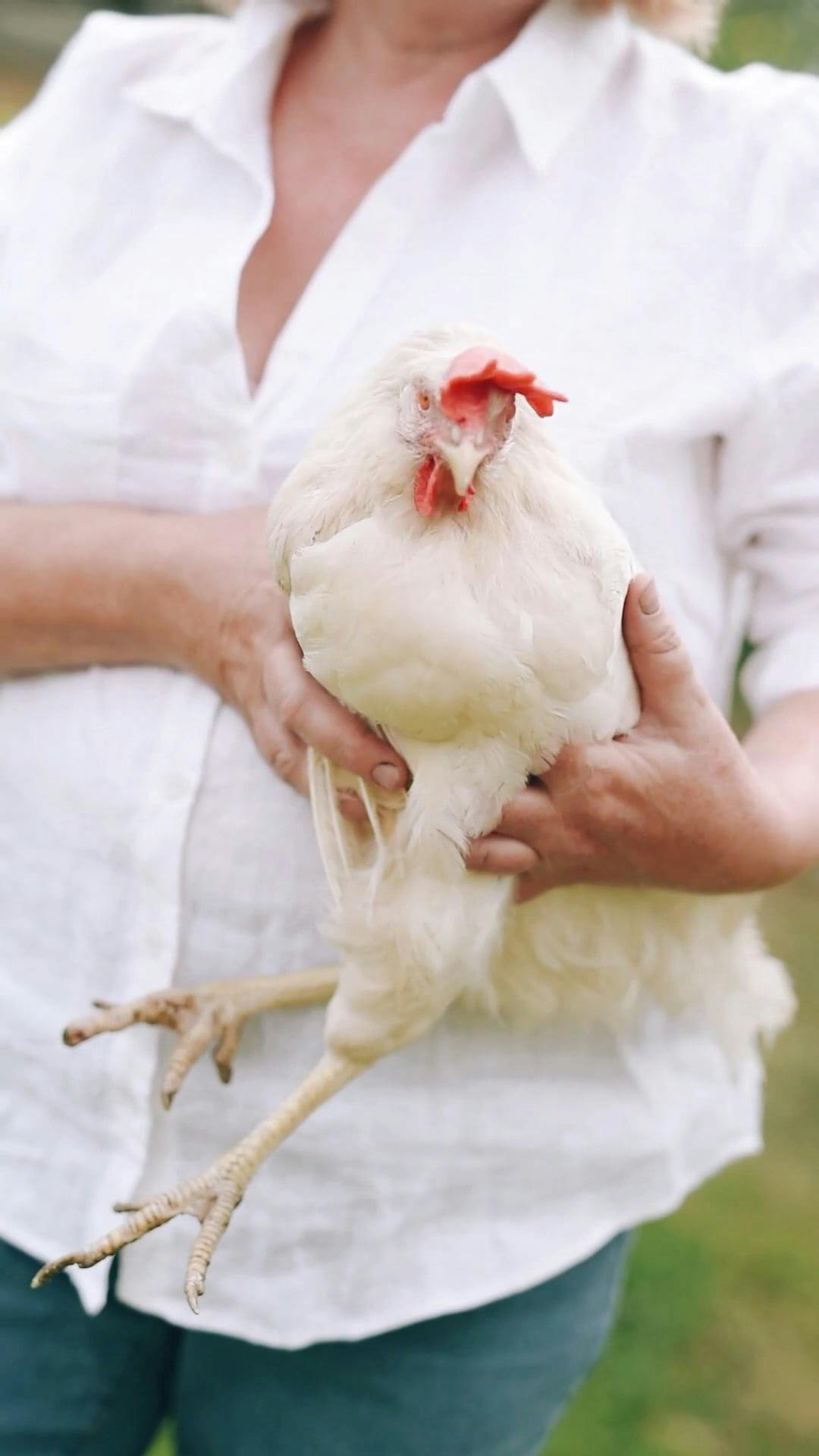 Person Holding a Chicken Free Stock Video Footage, Royalty-Free 4K & HD ...