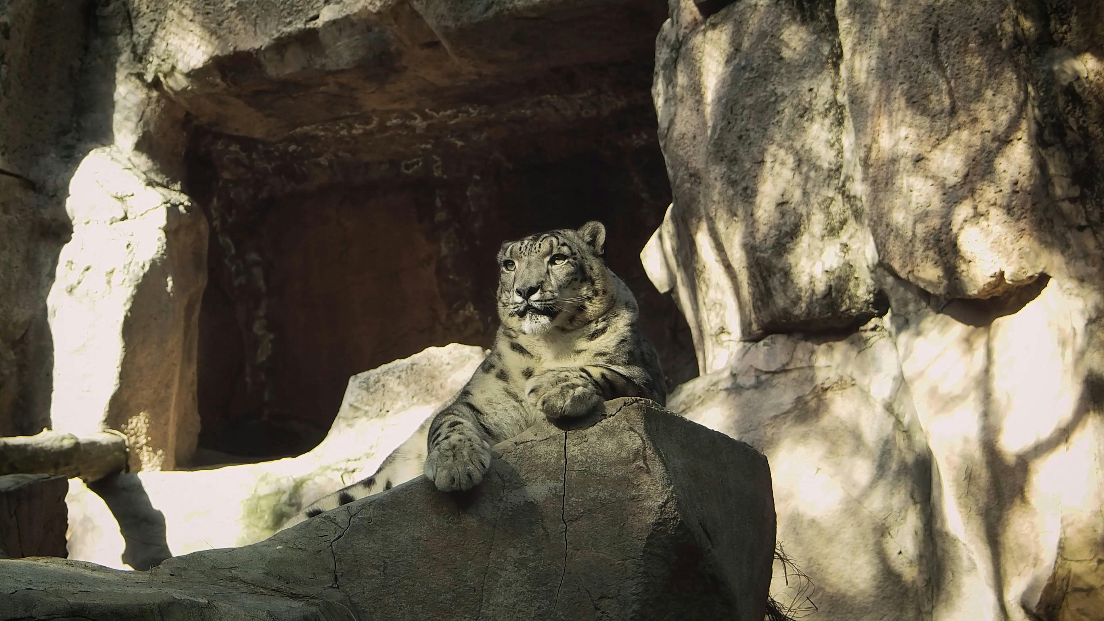 Snow Leopard Videos, Download The BEST Free 4k Stock Video Footage ...