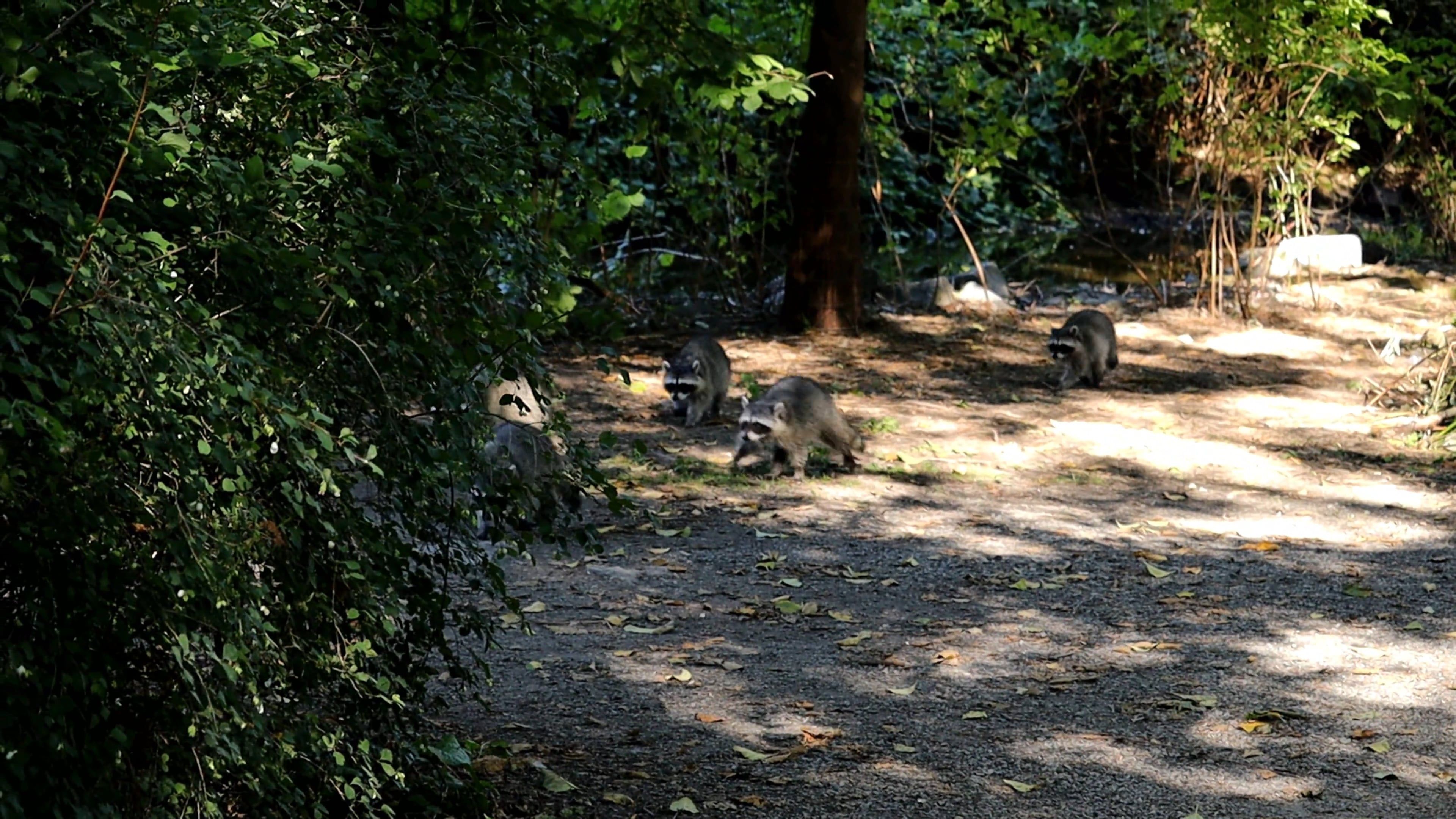 Raccoons Walking on Path Free Stock Video Footage, Royalty-Free 4K & HD ...