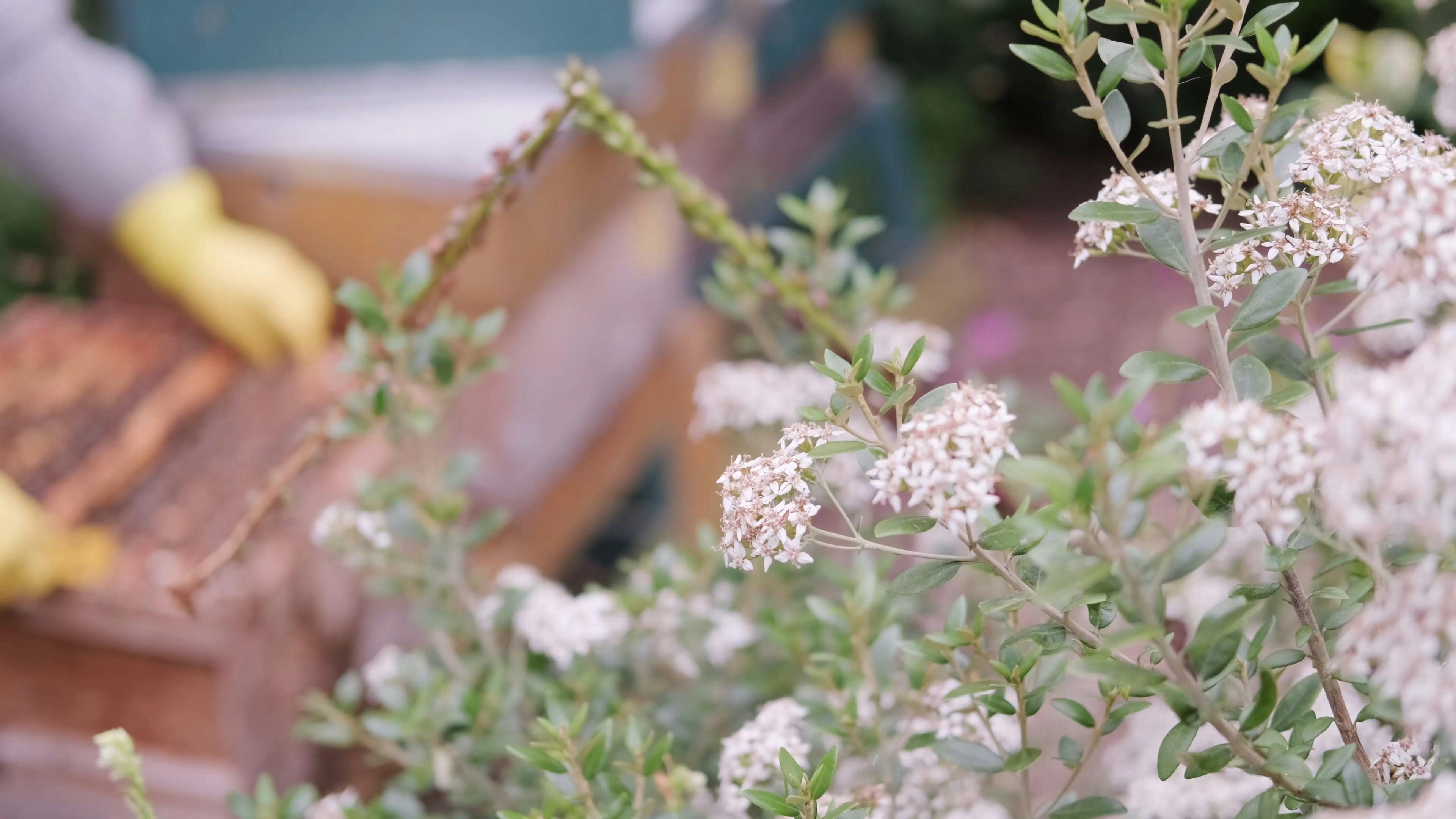 Bee Farm · Free Stock Video