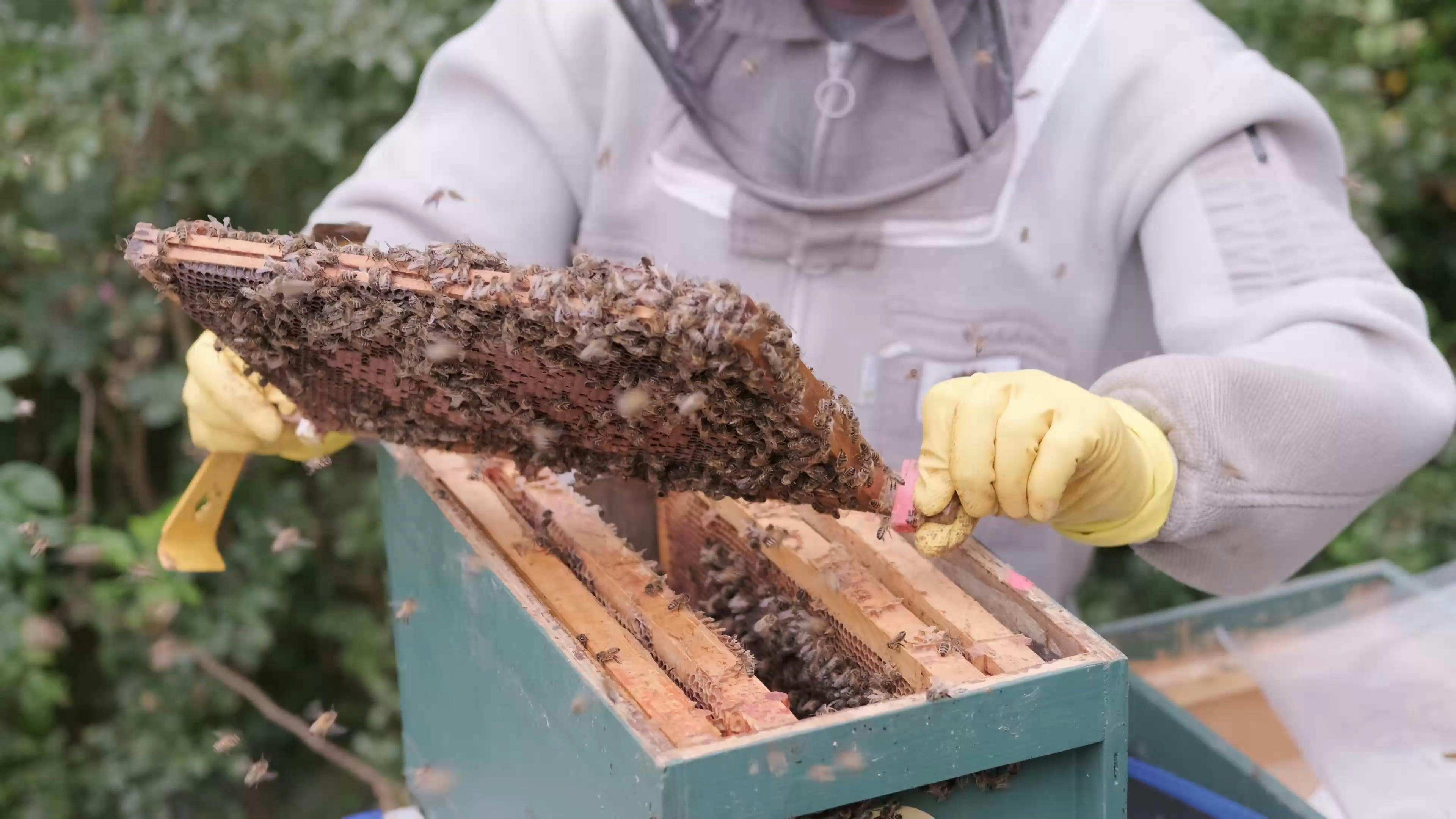 Beekeeping Videos, Download The BEST Free 4k Stock Video Footage ...