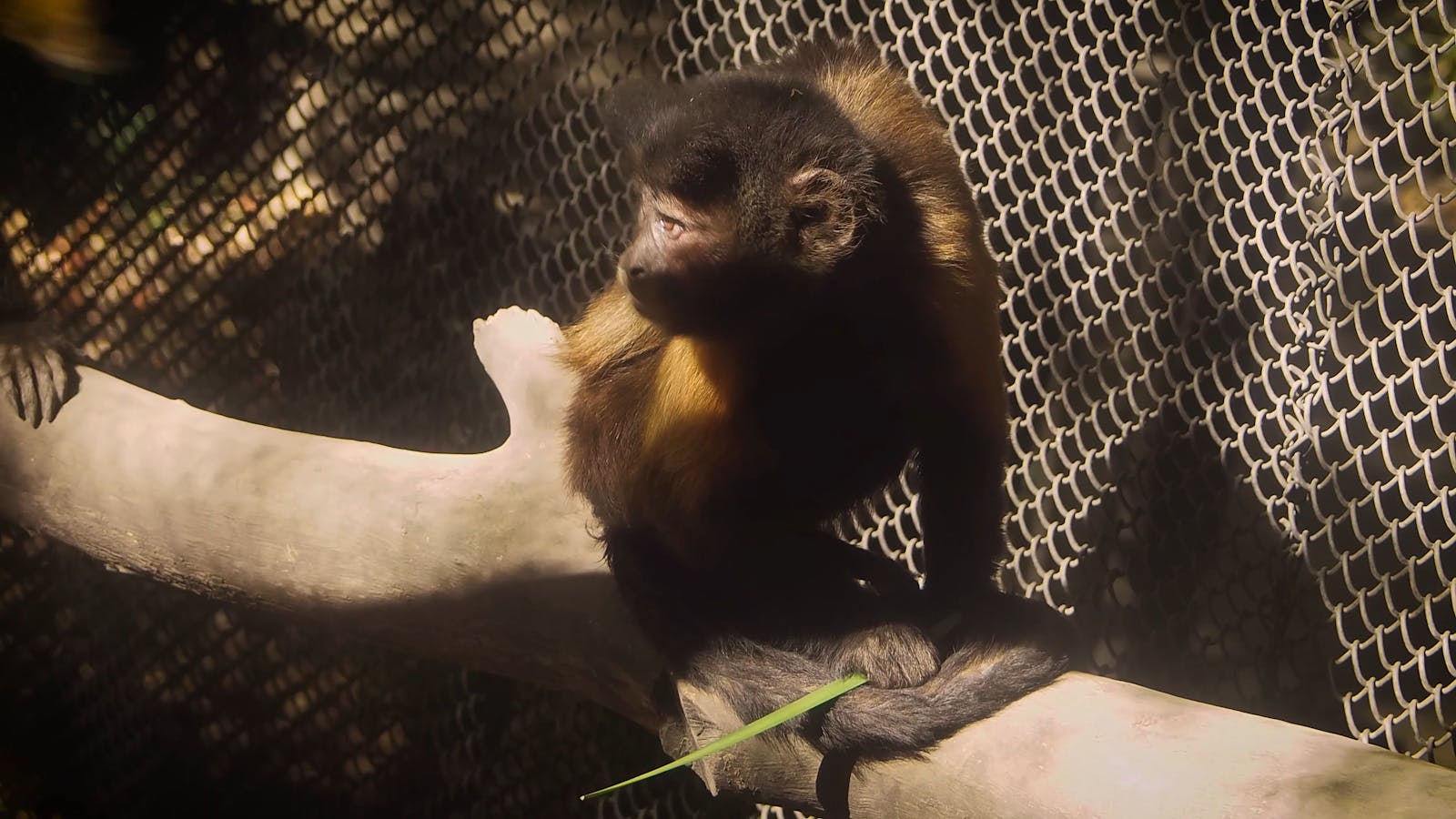 Zoo Animal Videos, Download The BEST Free 4k Stock Video Footage & Zoo ...