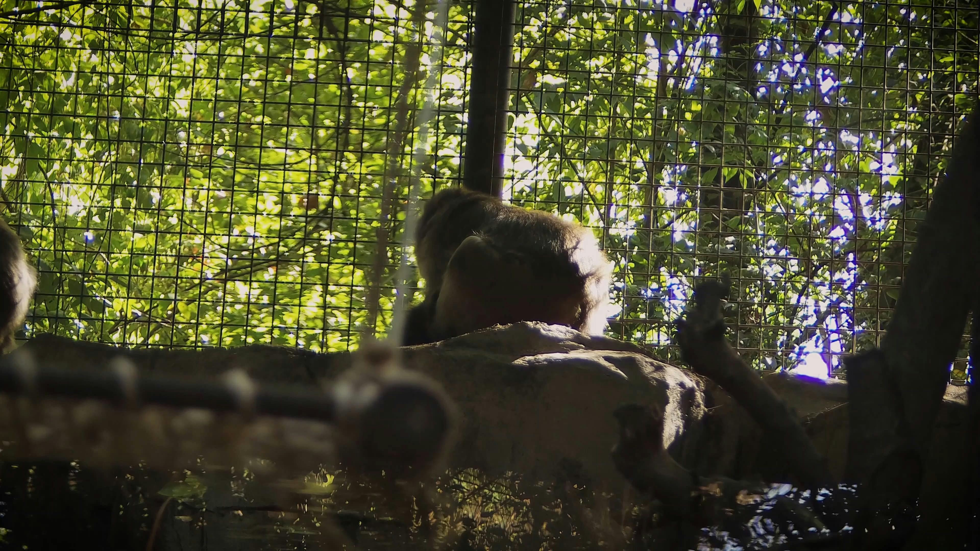 Monkey Eating Free Stock Video Footage, Royalty-Free 4K & HD Video Clip