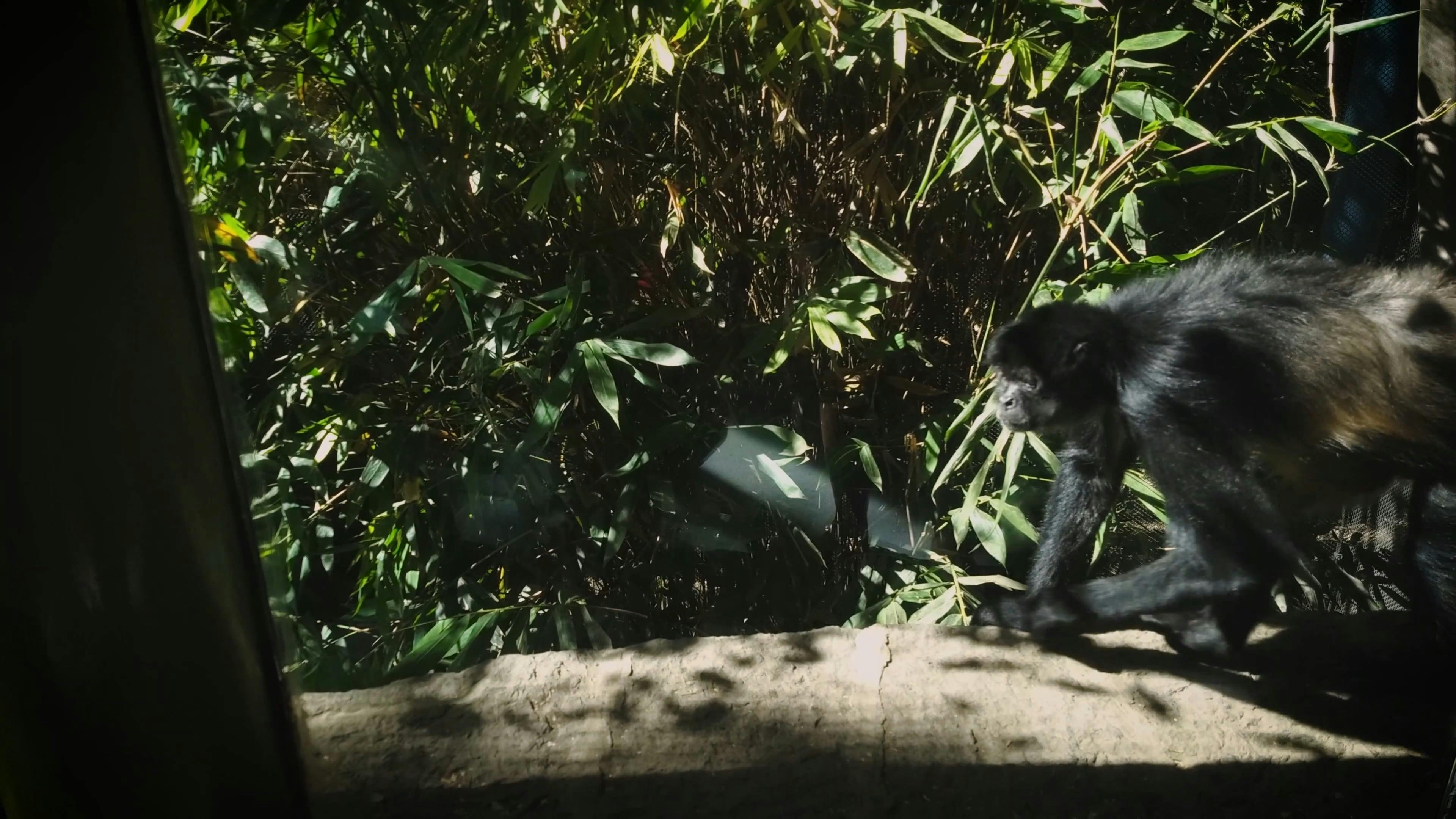 Family Of Monkeys Free Stock Video Footage, Royalty-Free 4K & HD Video Clip