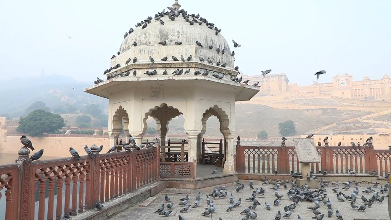 A Flock of Pigeons at a Gazebo in Amer Fort Free Stock Video Footage ...