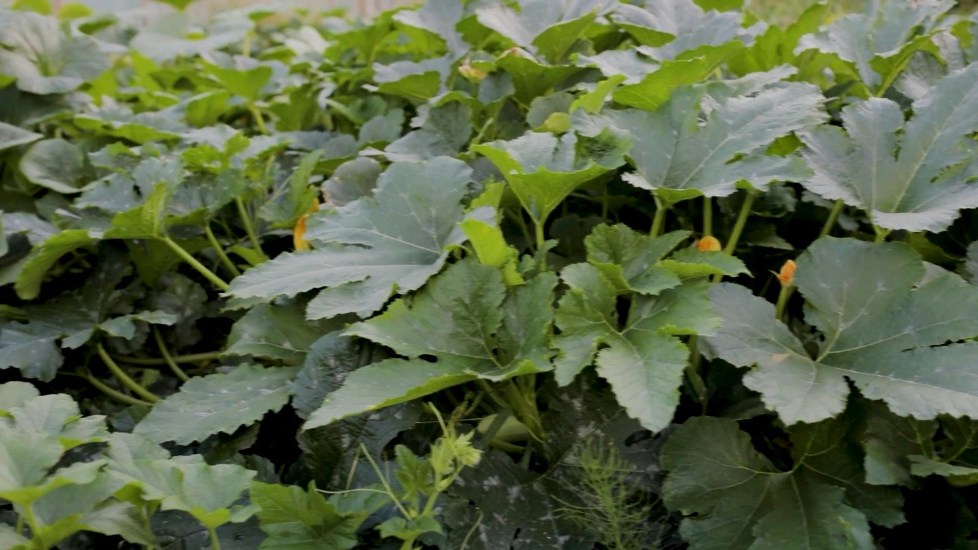 Vines Of Flowers Videos, Download The BEST Free 4k Stock Video Footage ...