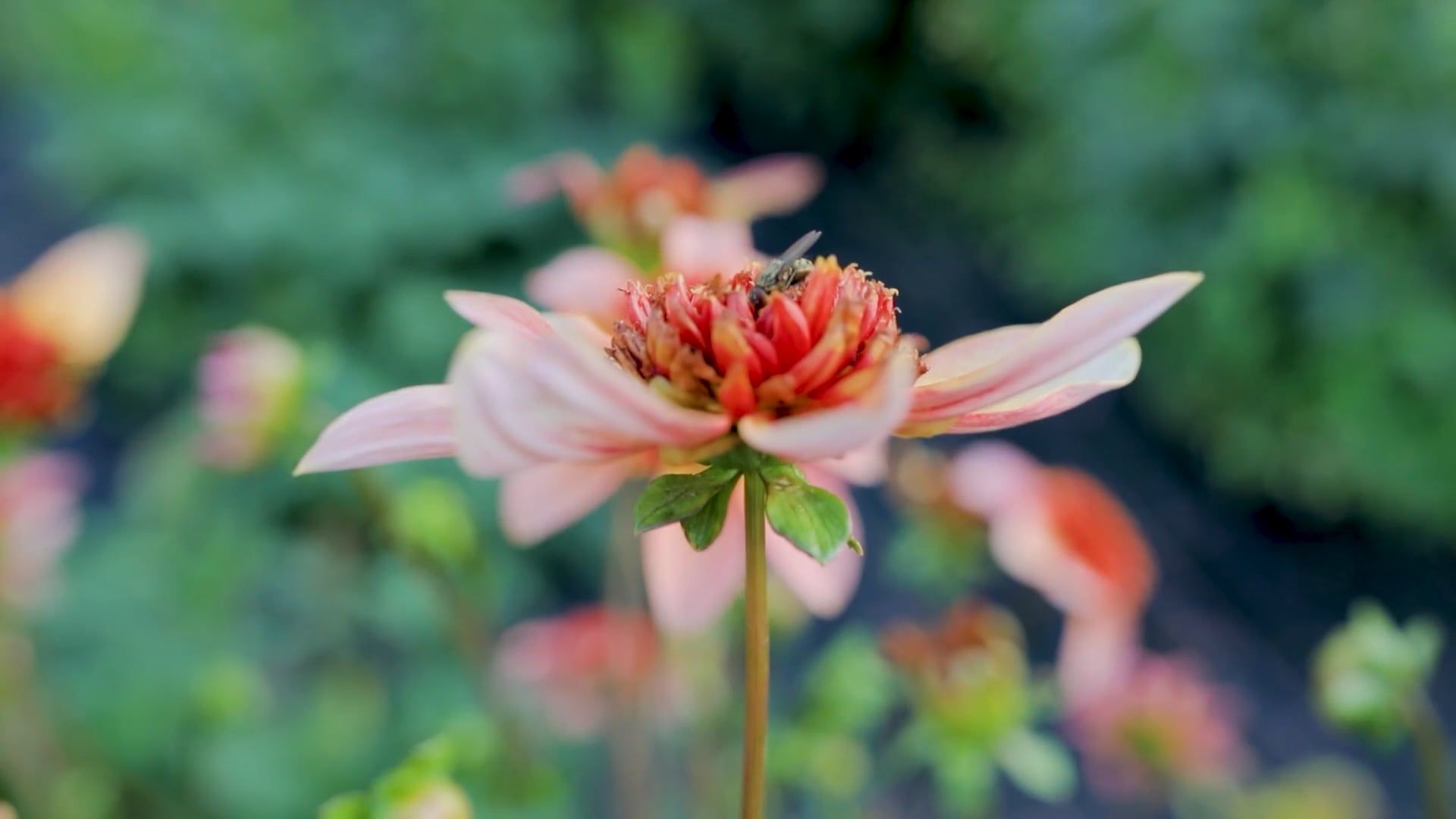Tiny Wild Flowers In Close View · Free Stock Video