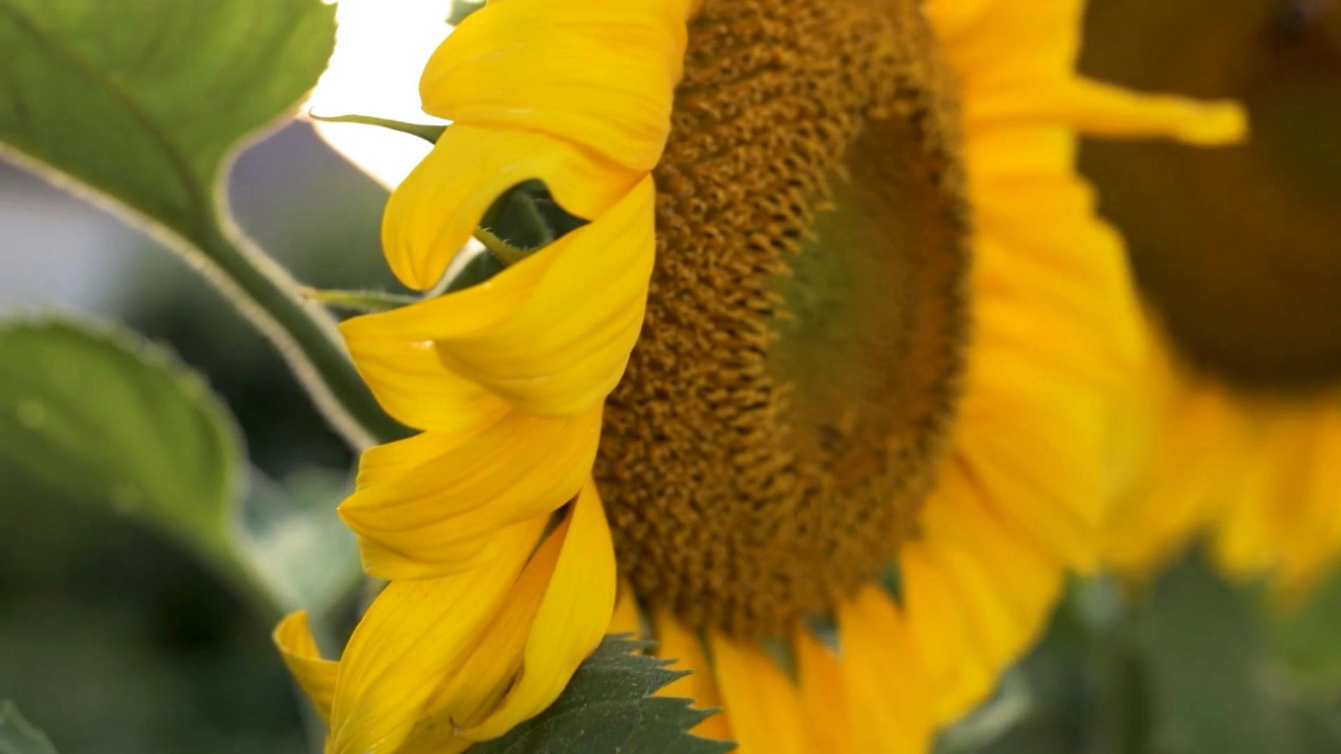 Close Up View of a Sunflowers Free Stock Video Footage, Royalty-Free 4K ...